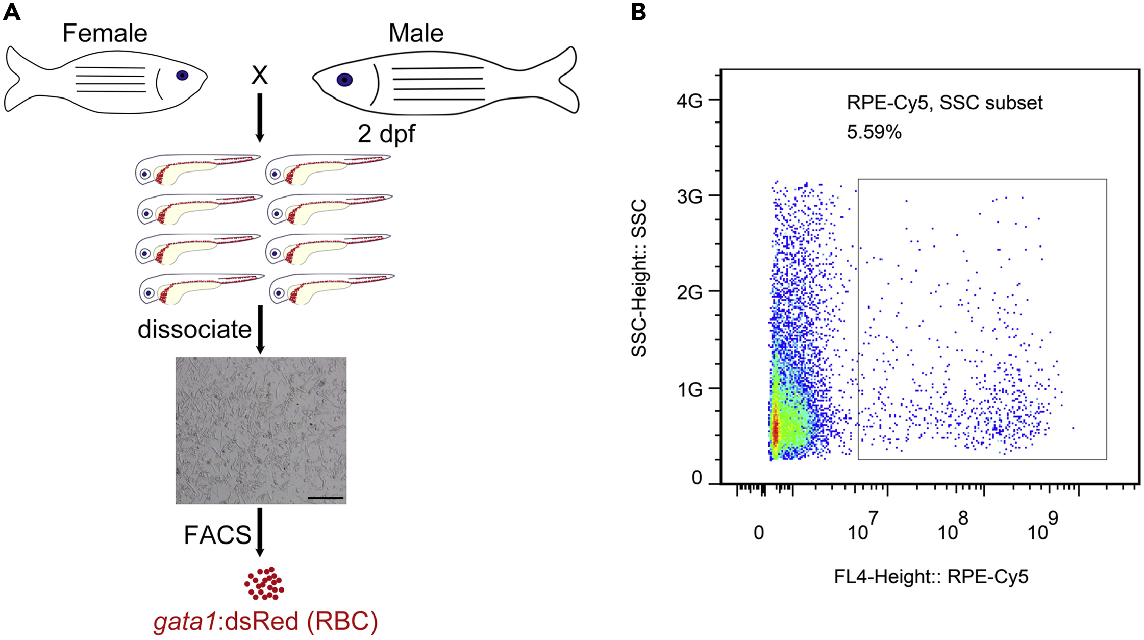 Cell Press: STAR Protocols