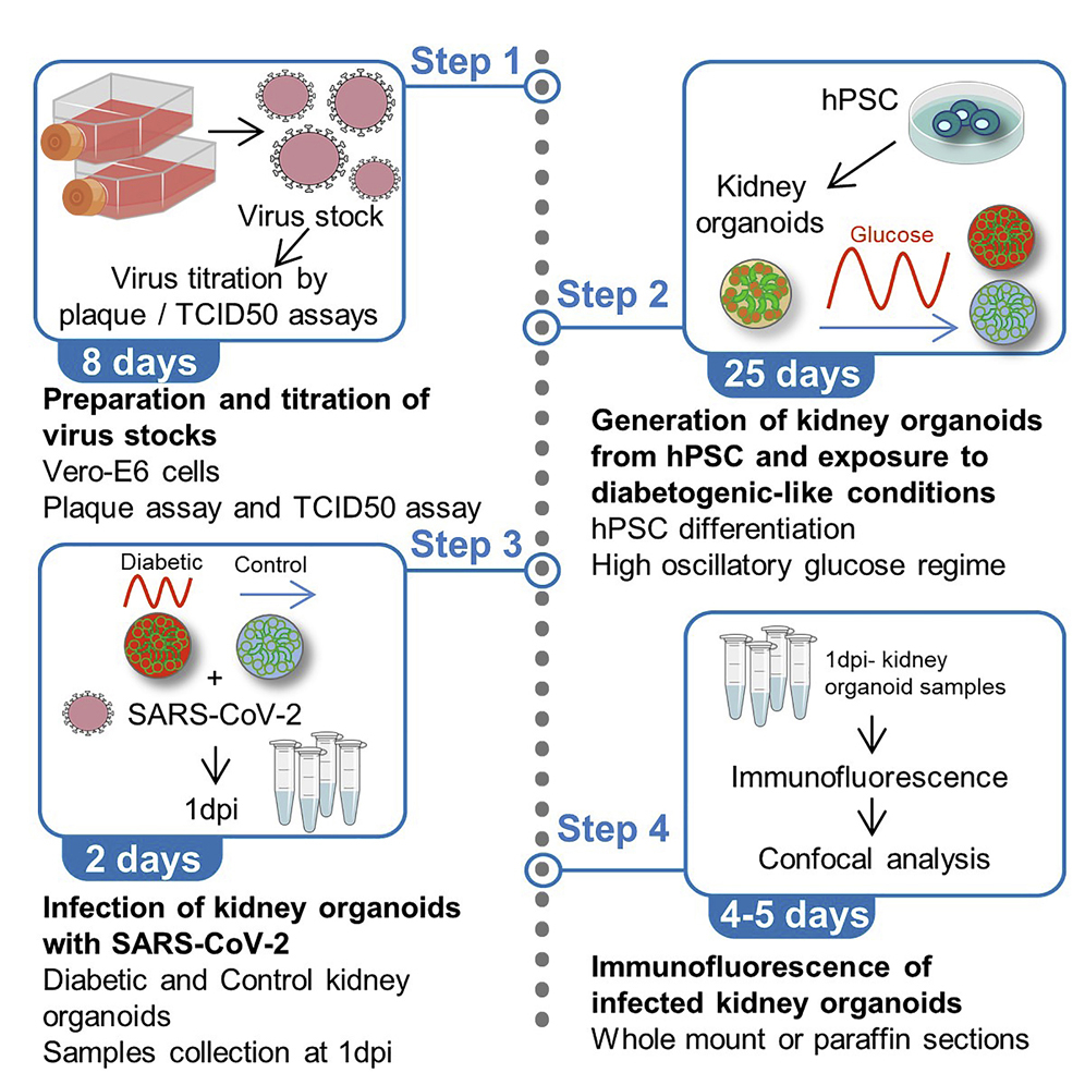 Cell Press: STAR Protocols
