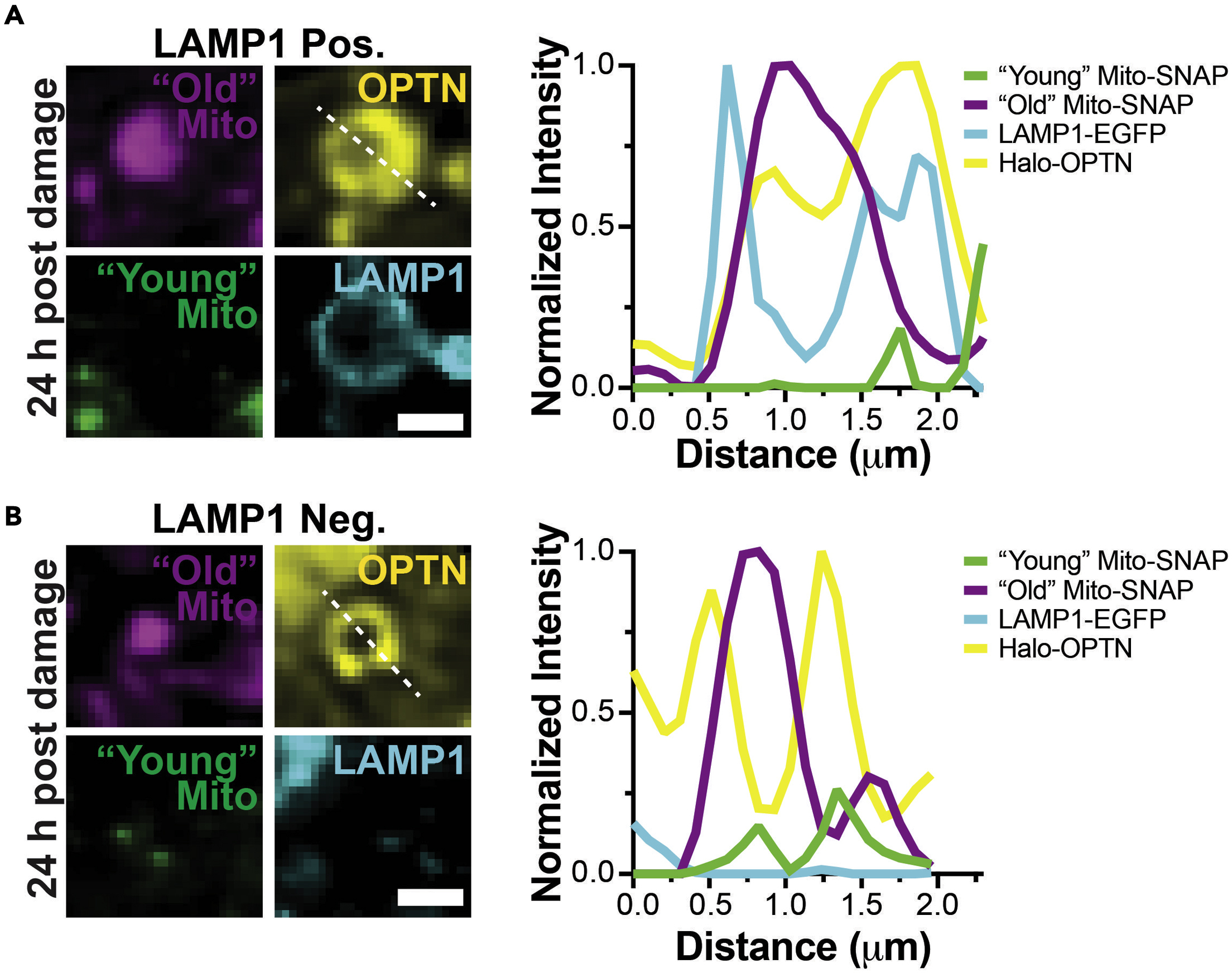 Cell Press: STAR Protocols