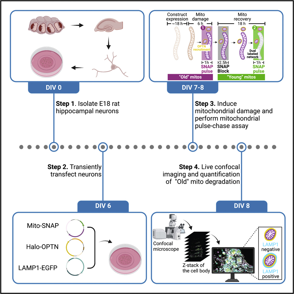 Cell Press: STAR Protocols