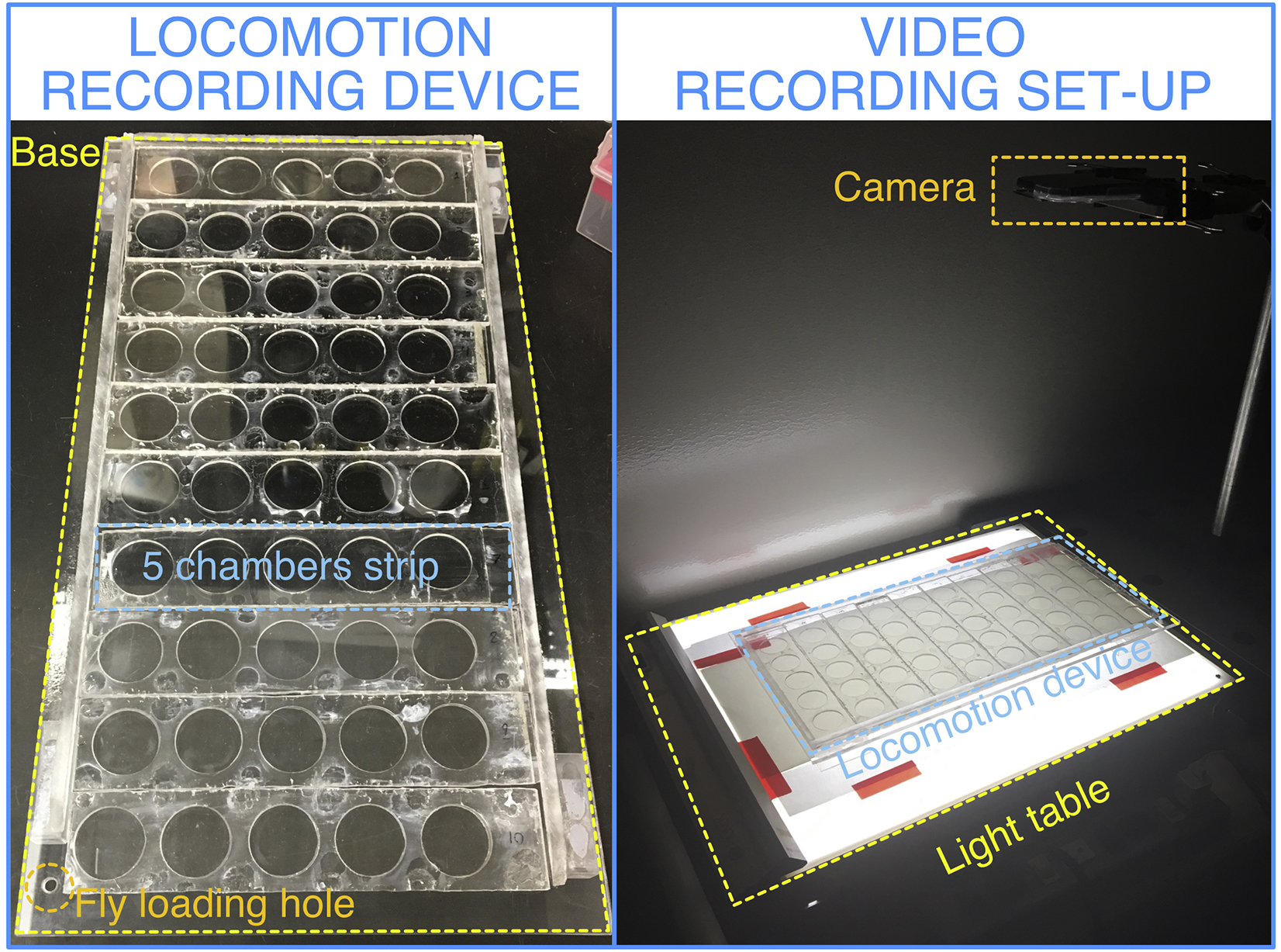Cell Press: STAR Protocols