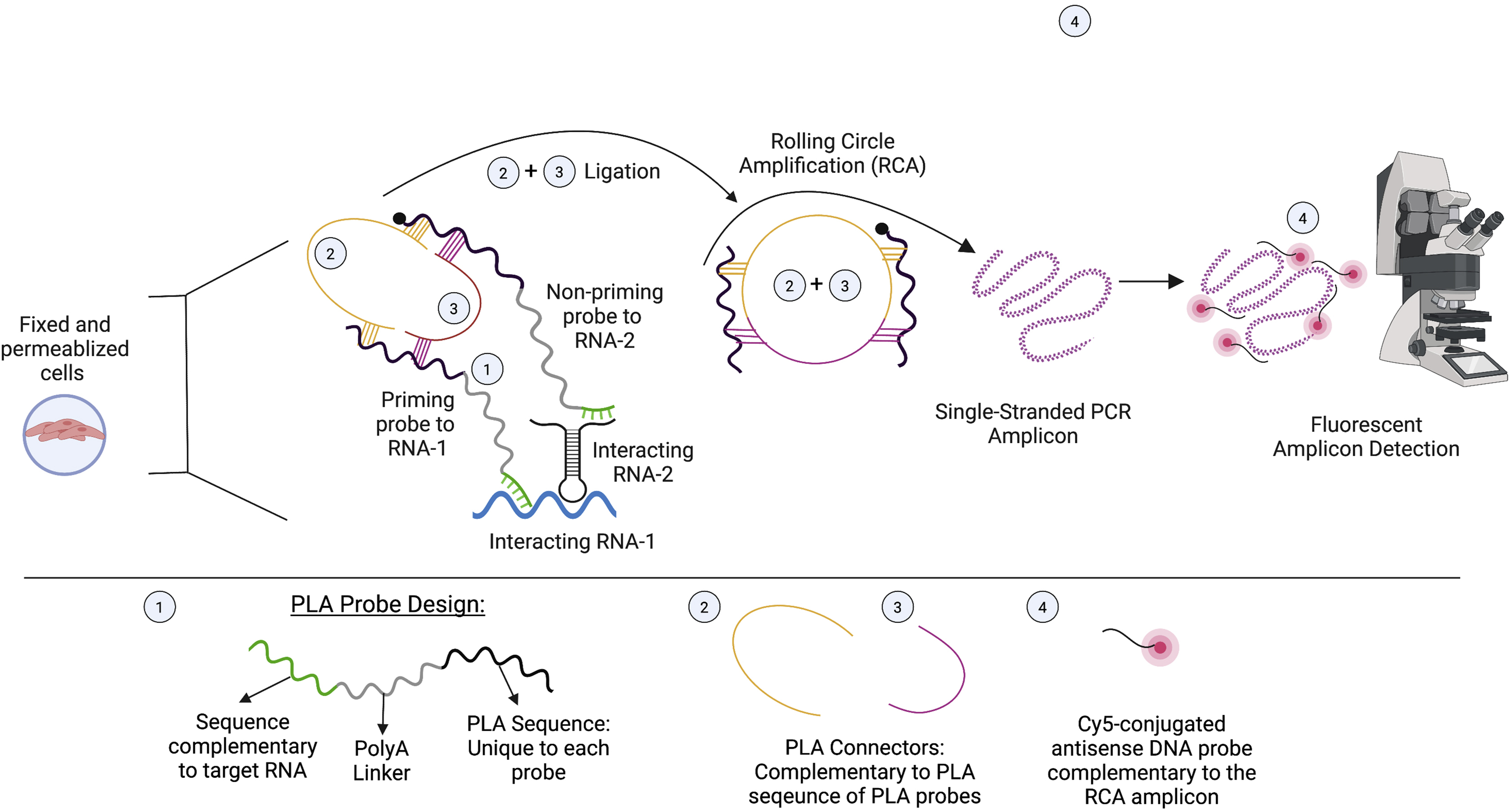Cell Press: STAR Protocols