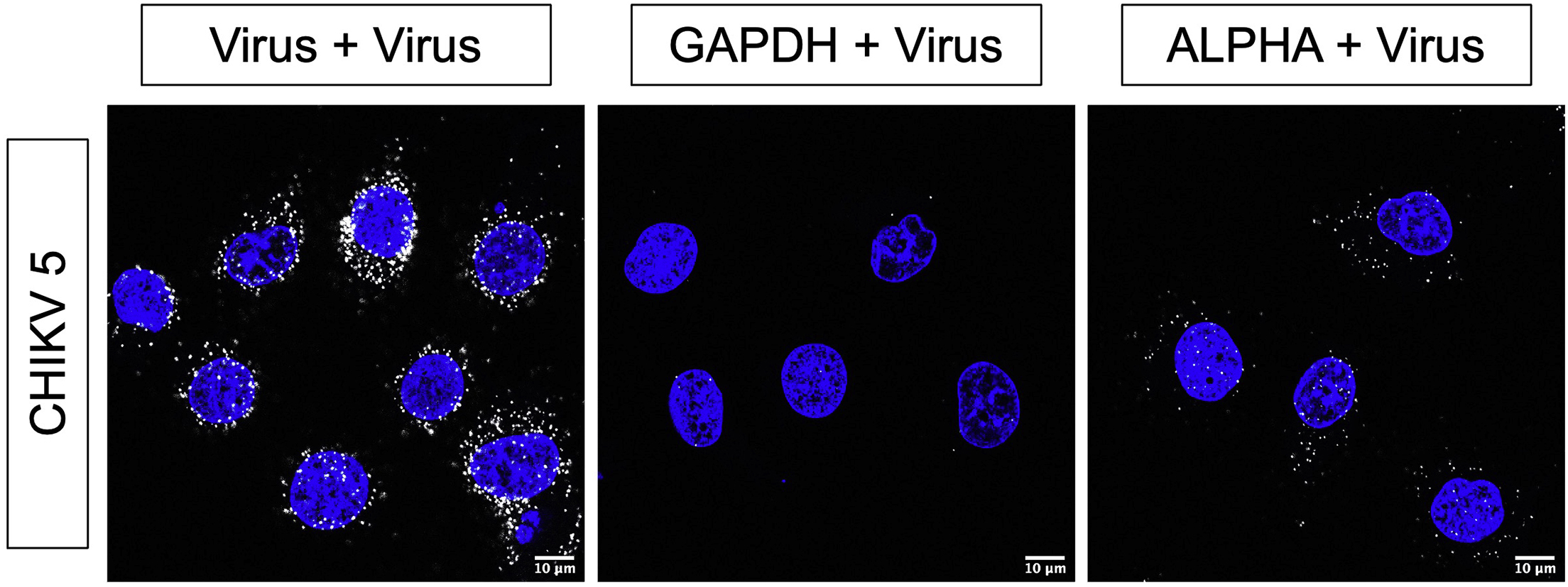 Cell Press: STAR Protocols