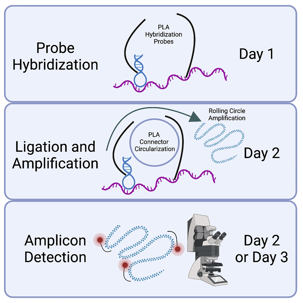 Cell Press: STAR Protocols
