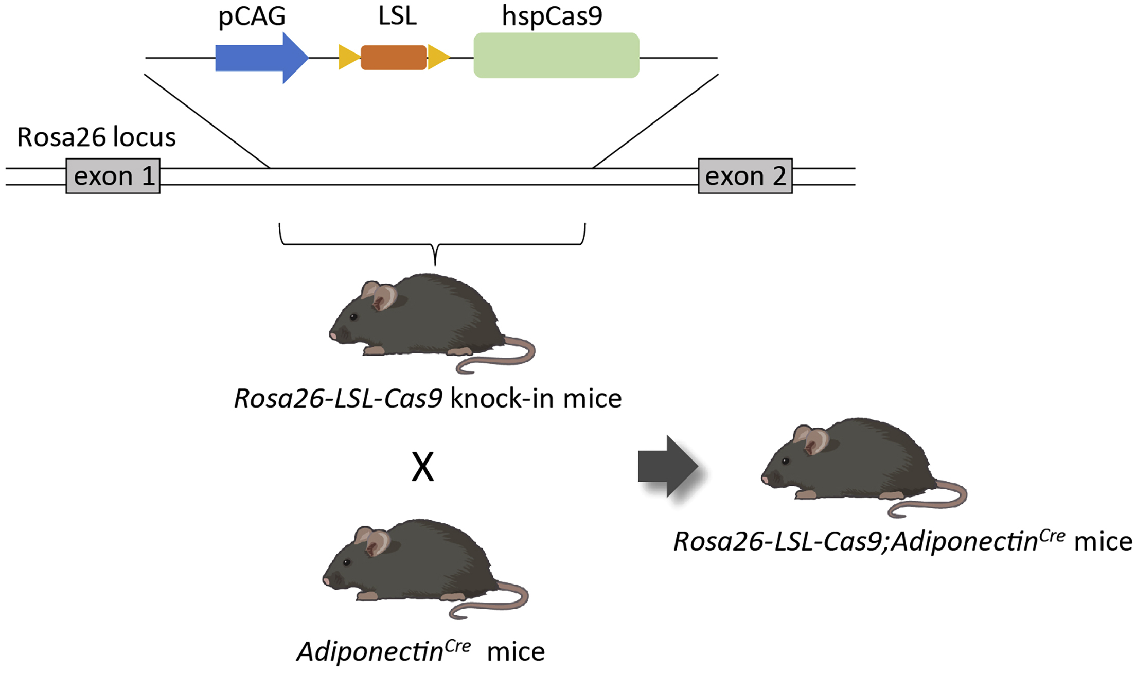 Cell Press: STAR Protocols