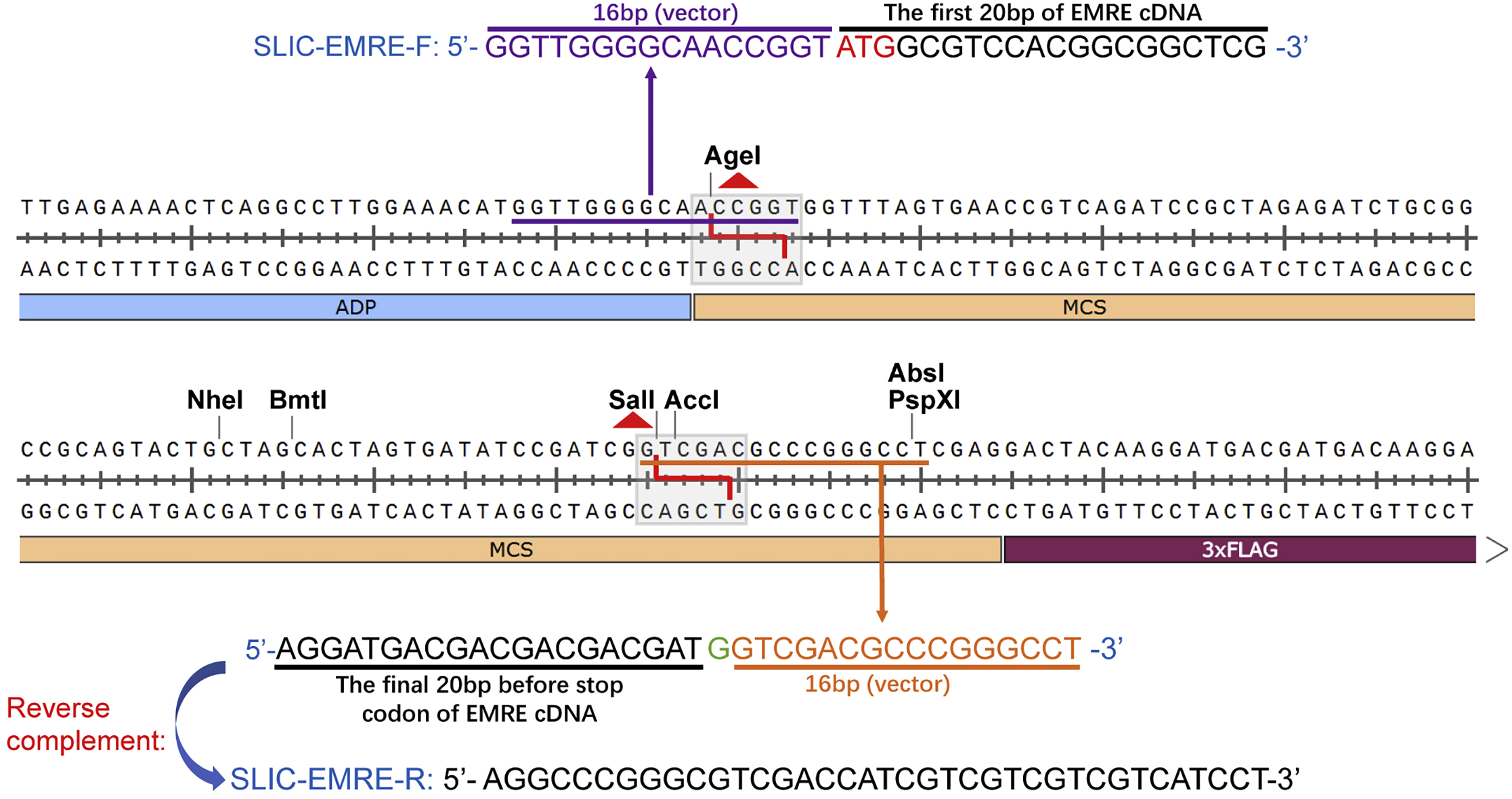 Cell Press: STAR Protocols