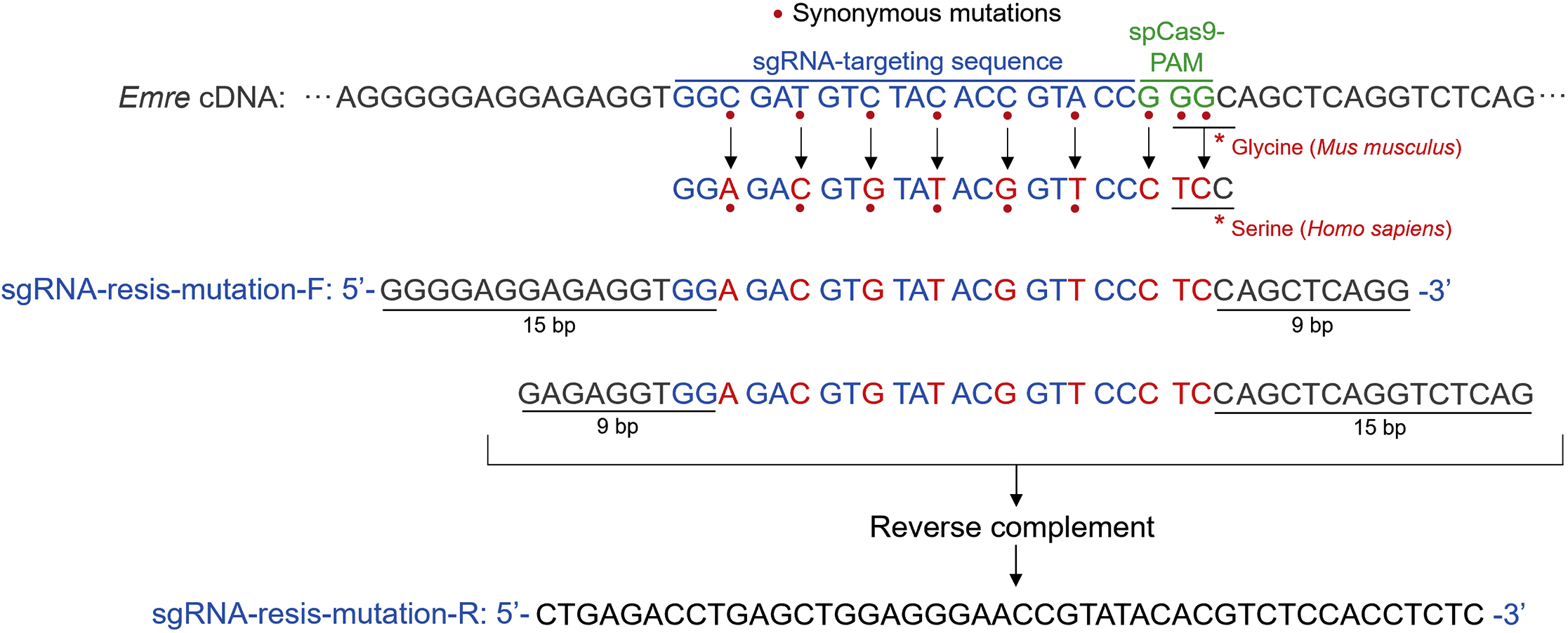 Cell Press: STAR Protocols