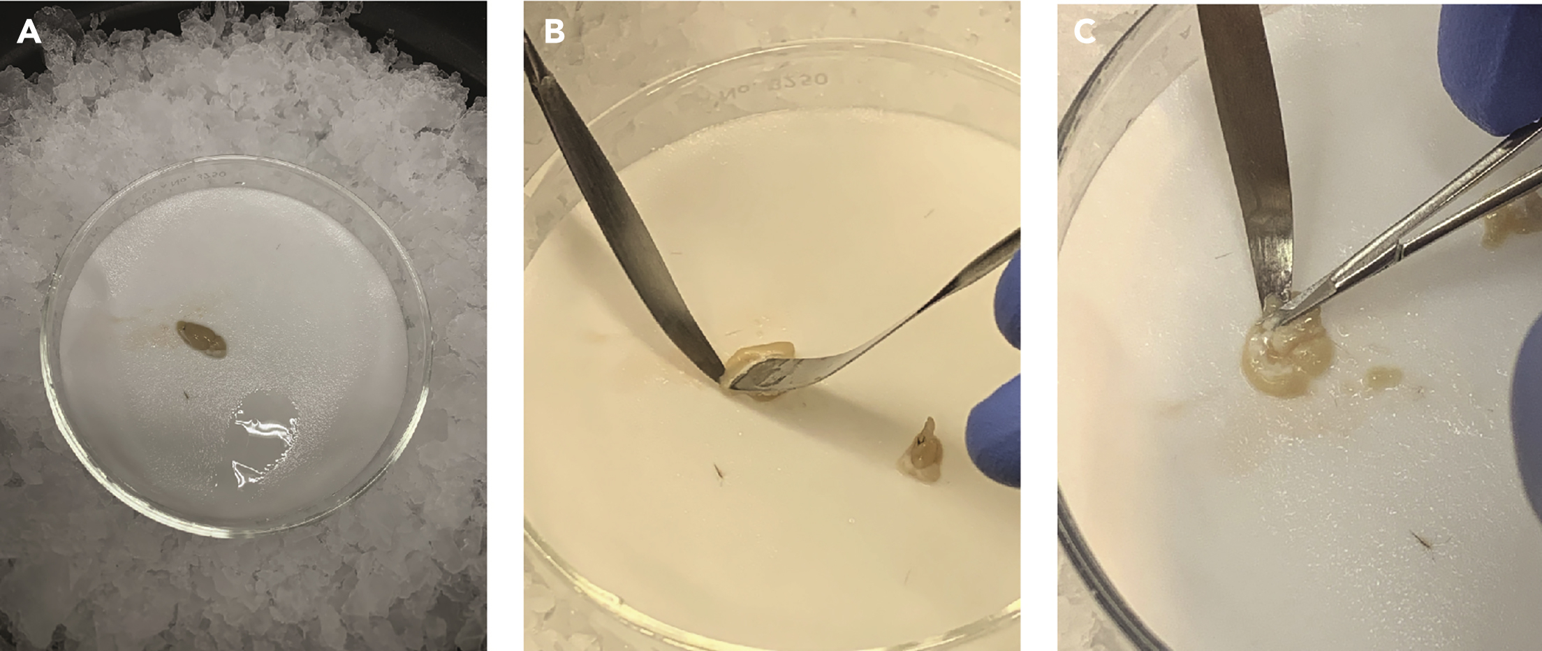 Cell Press: STAR Protocols