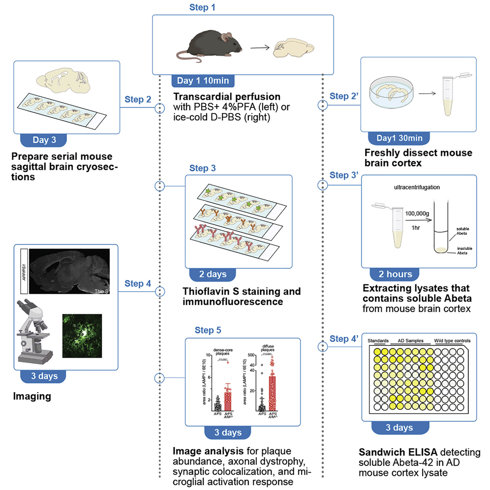 Cell Press: STAR Protocols