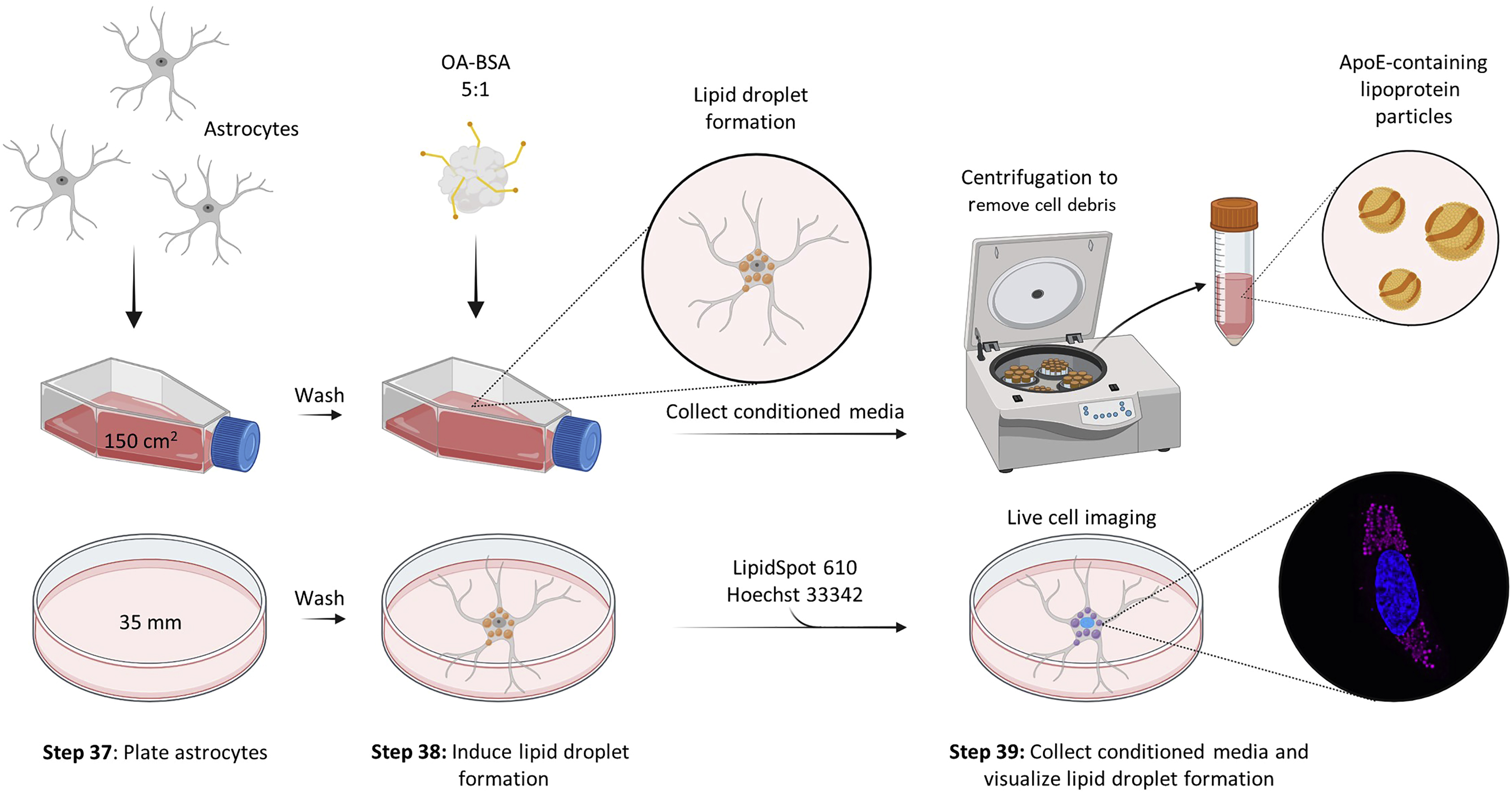 Cell Press: STAR Protocols