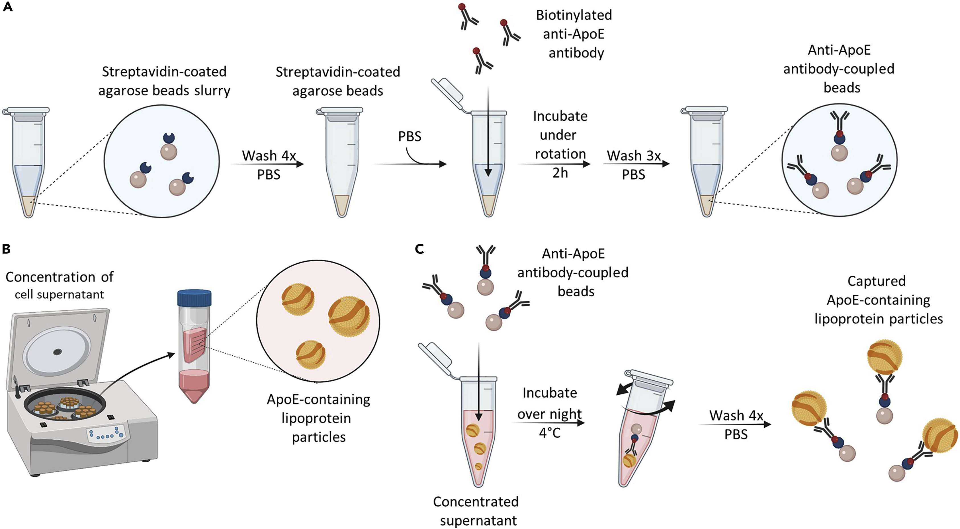 Cell Press: STAR Protocols