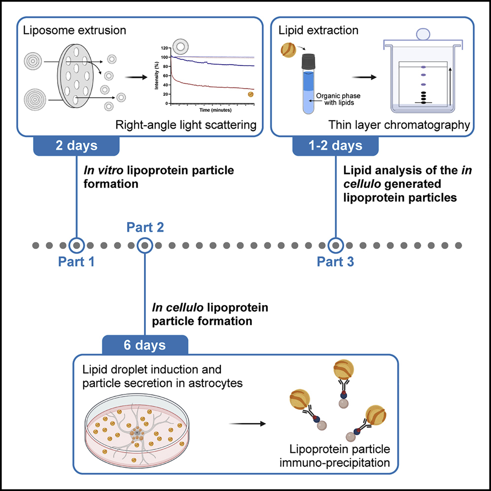 Cell Press: STAR Protocols