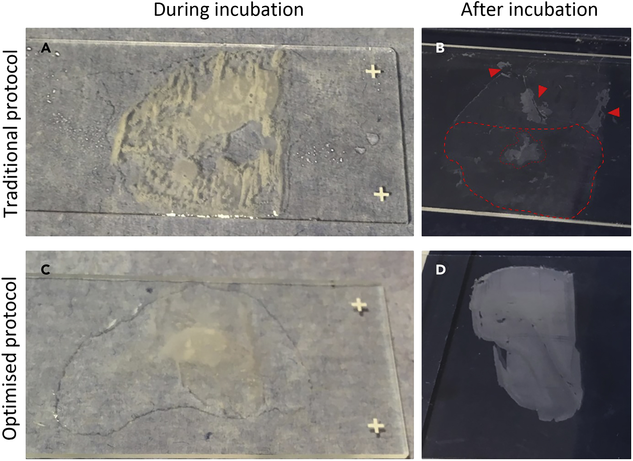 Cell Press: STAR Protocols