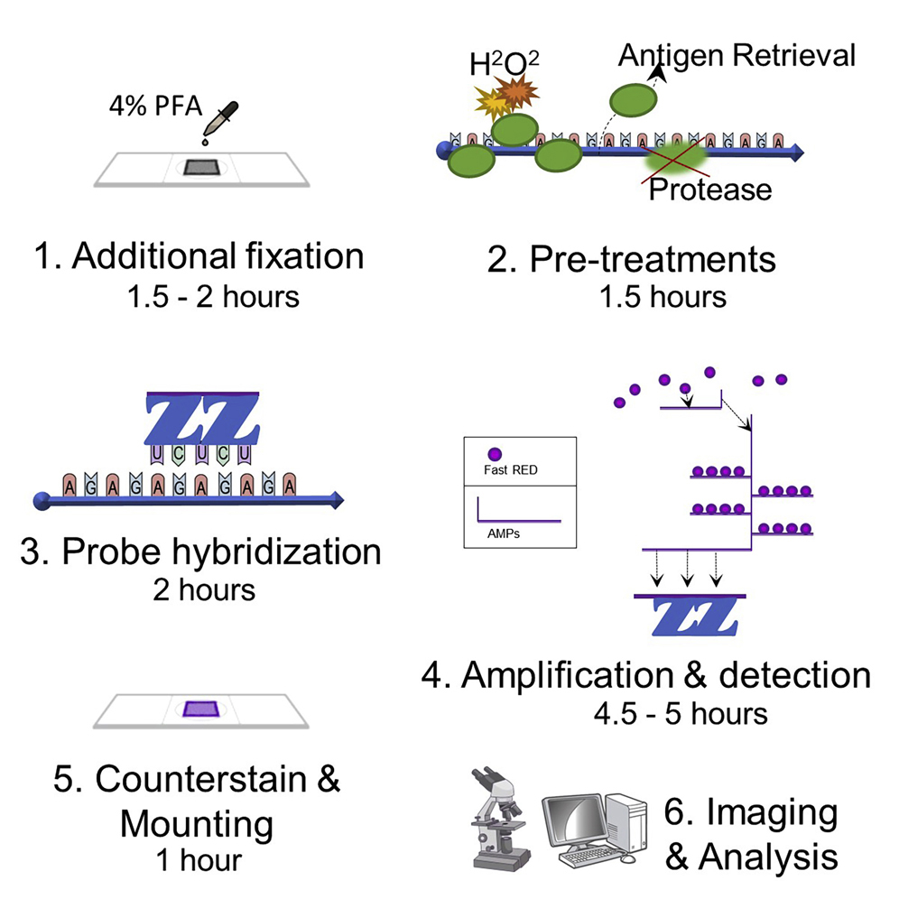 Cell Press: STAR Protocols
