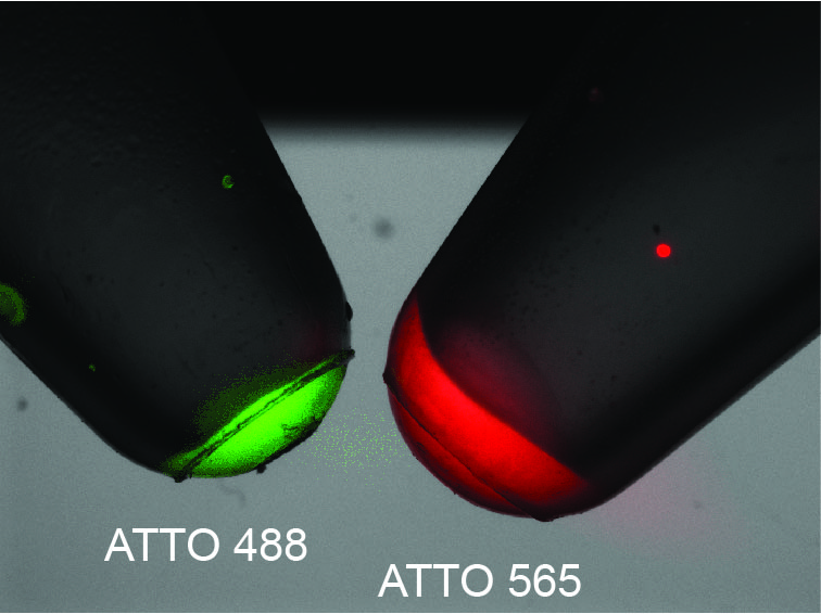 Cell Press: STAR Protocols