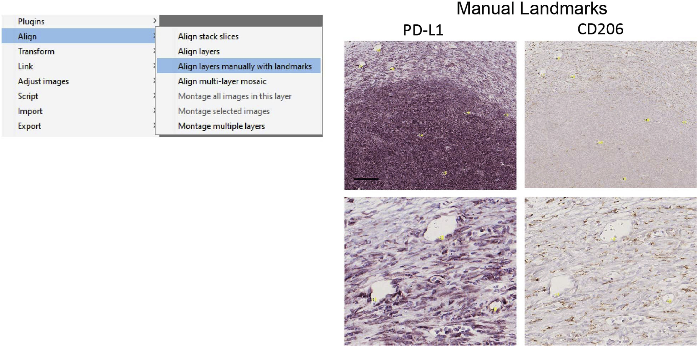 Cell Press: STAR Protocols