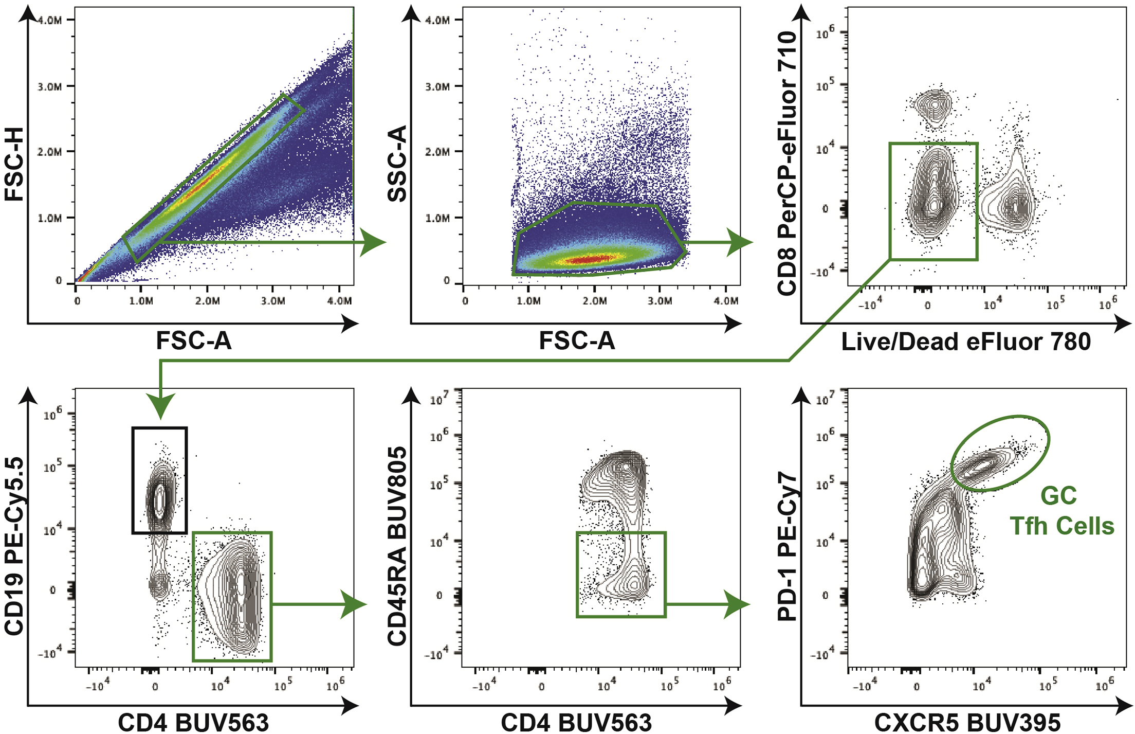 Cell Press: STAR Protocols