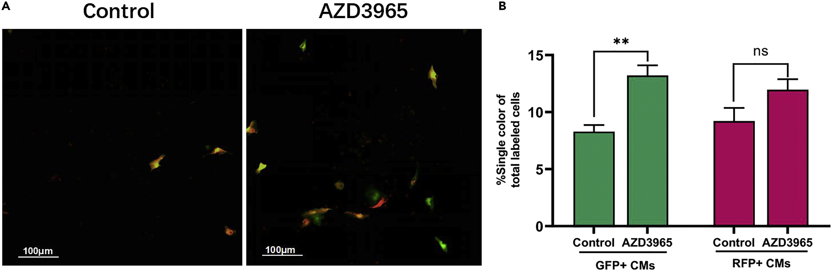 Cell Press: STAR Protocols