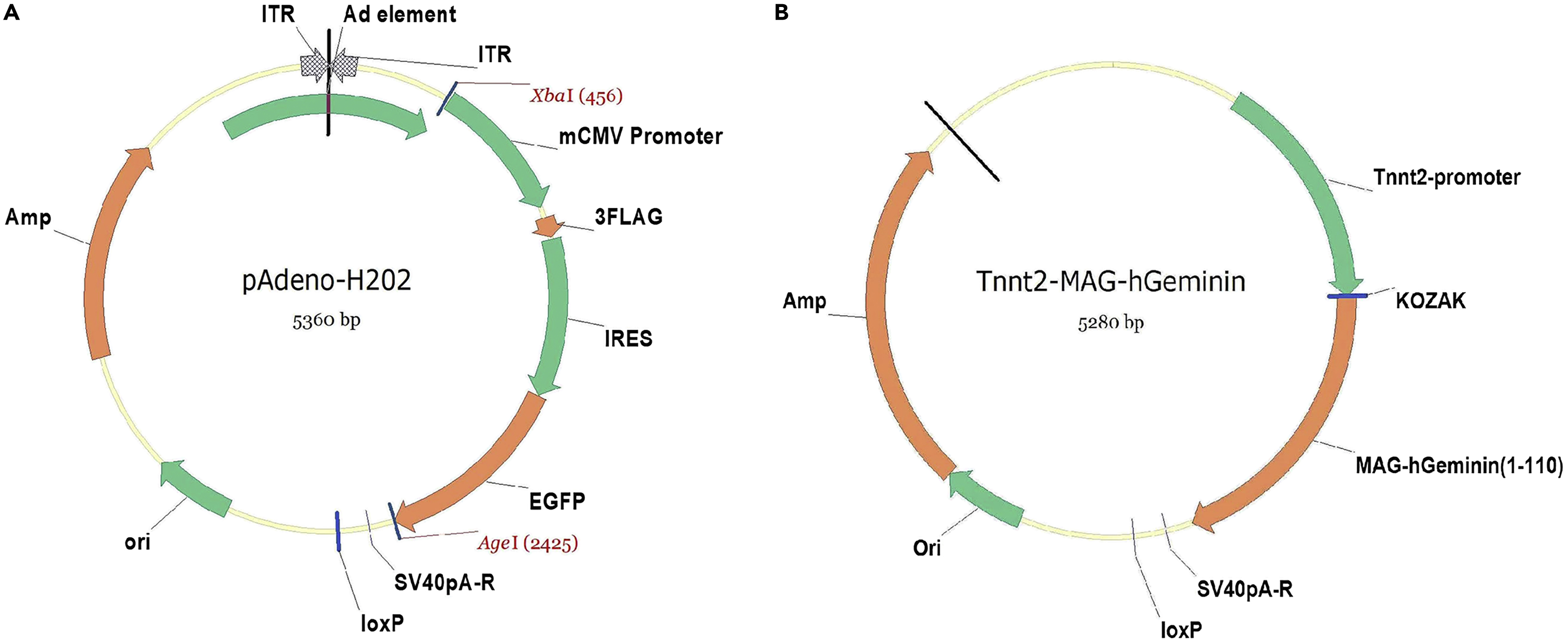 Cell Press: STAR Protocols
