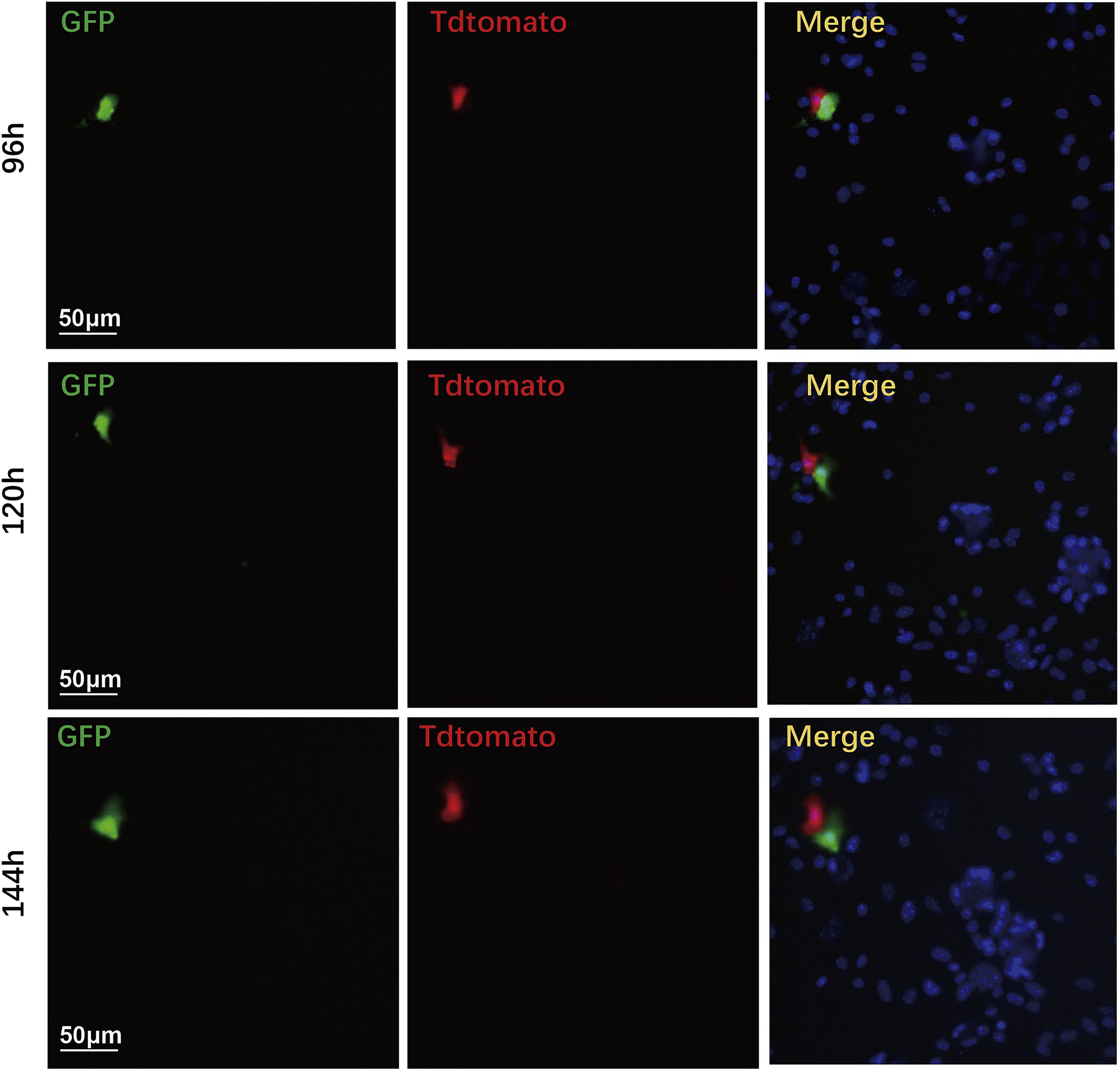 Cell Press: STAR Protocols