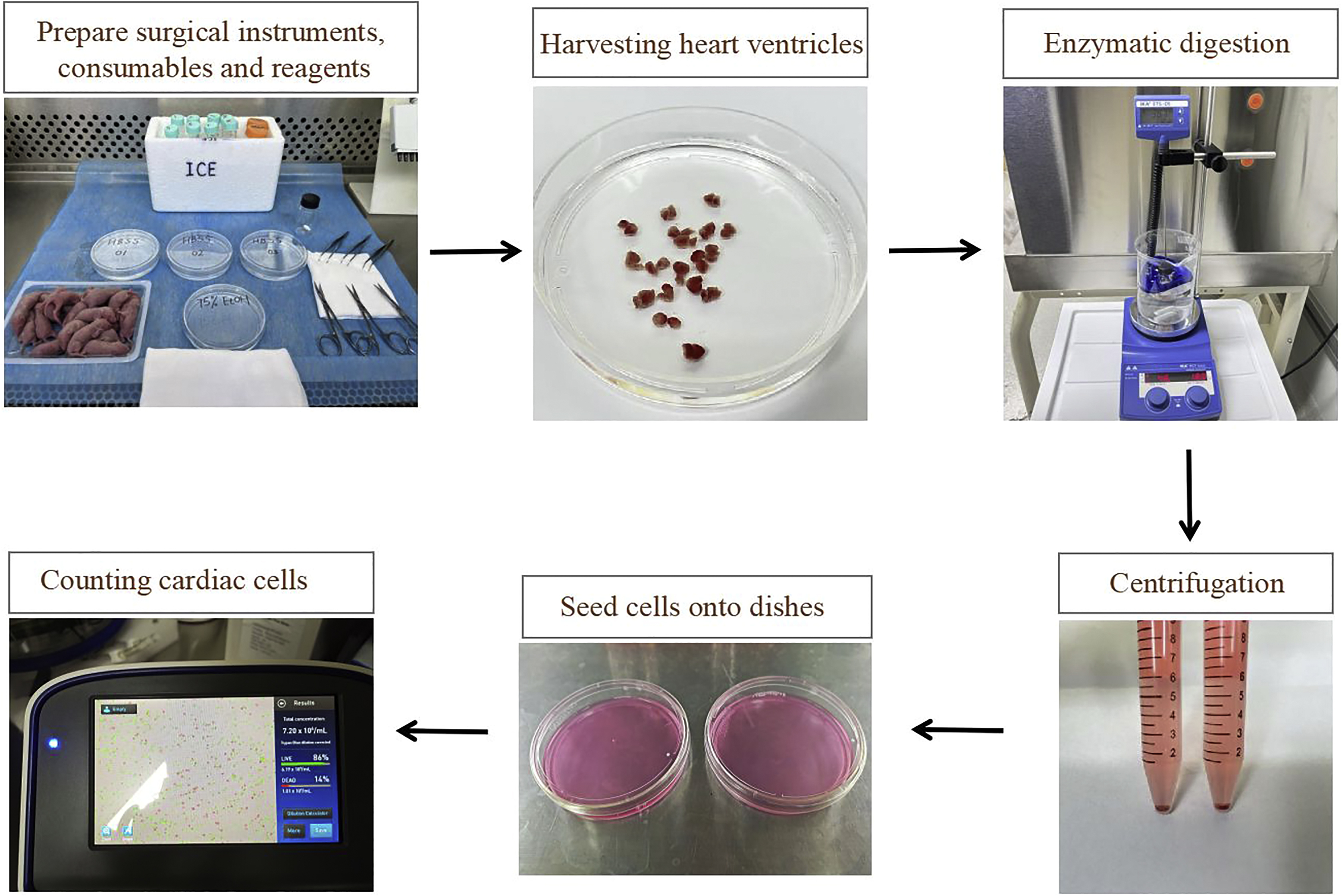 Cell Press: STAR Protocols