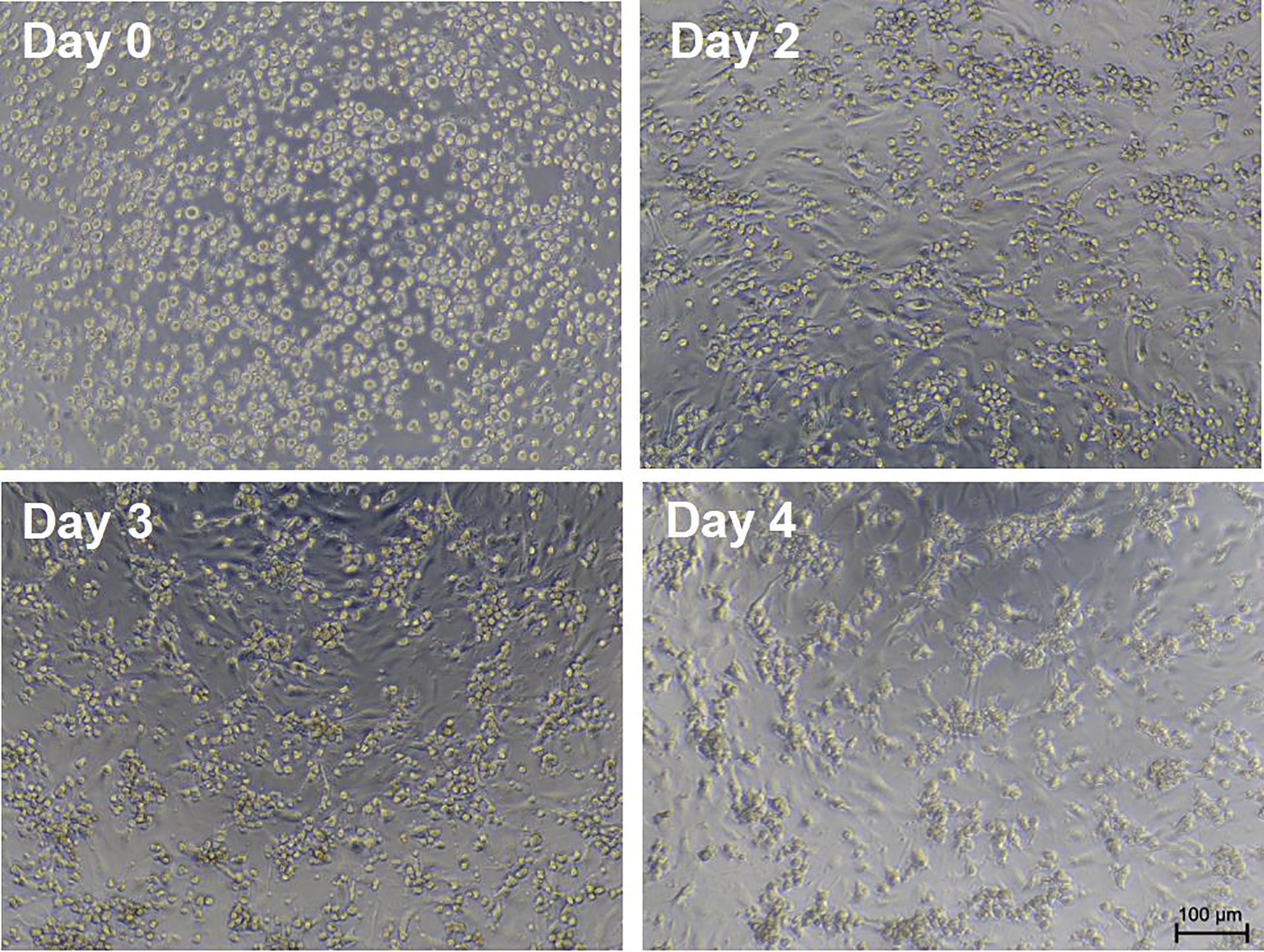 Cell Press: STAR Protocols