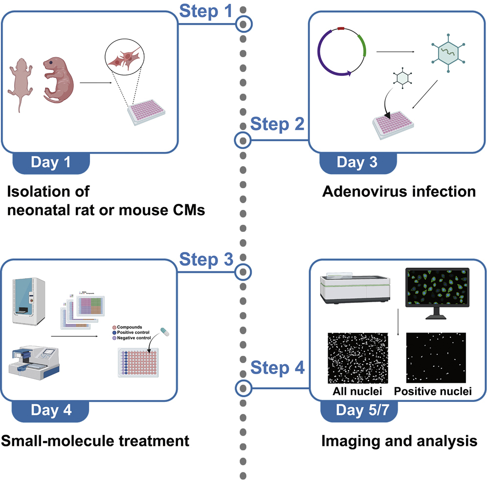 Cell Press: STAR Protocols