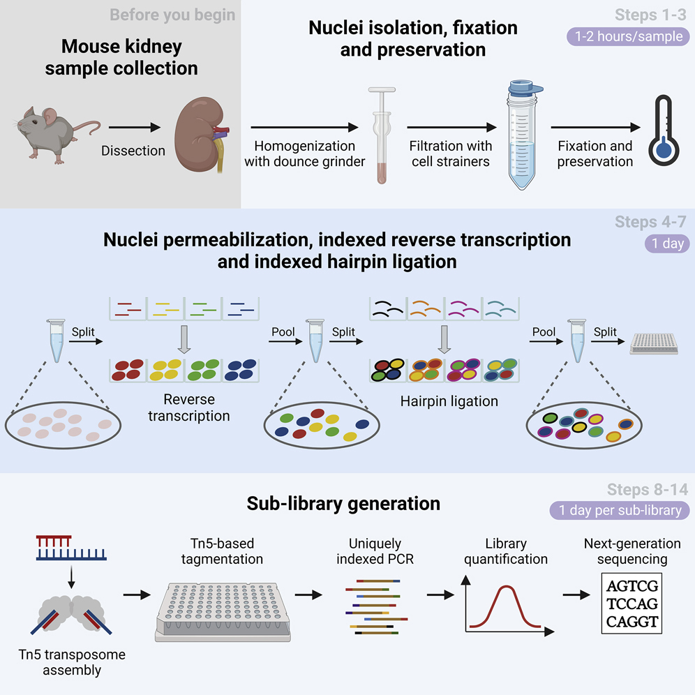 Cell Press: STAR Protocols