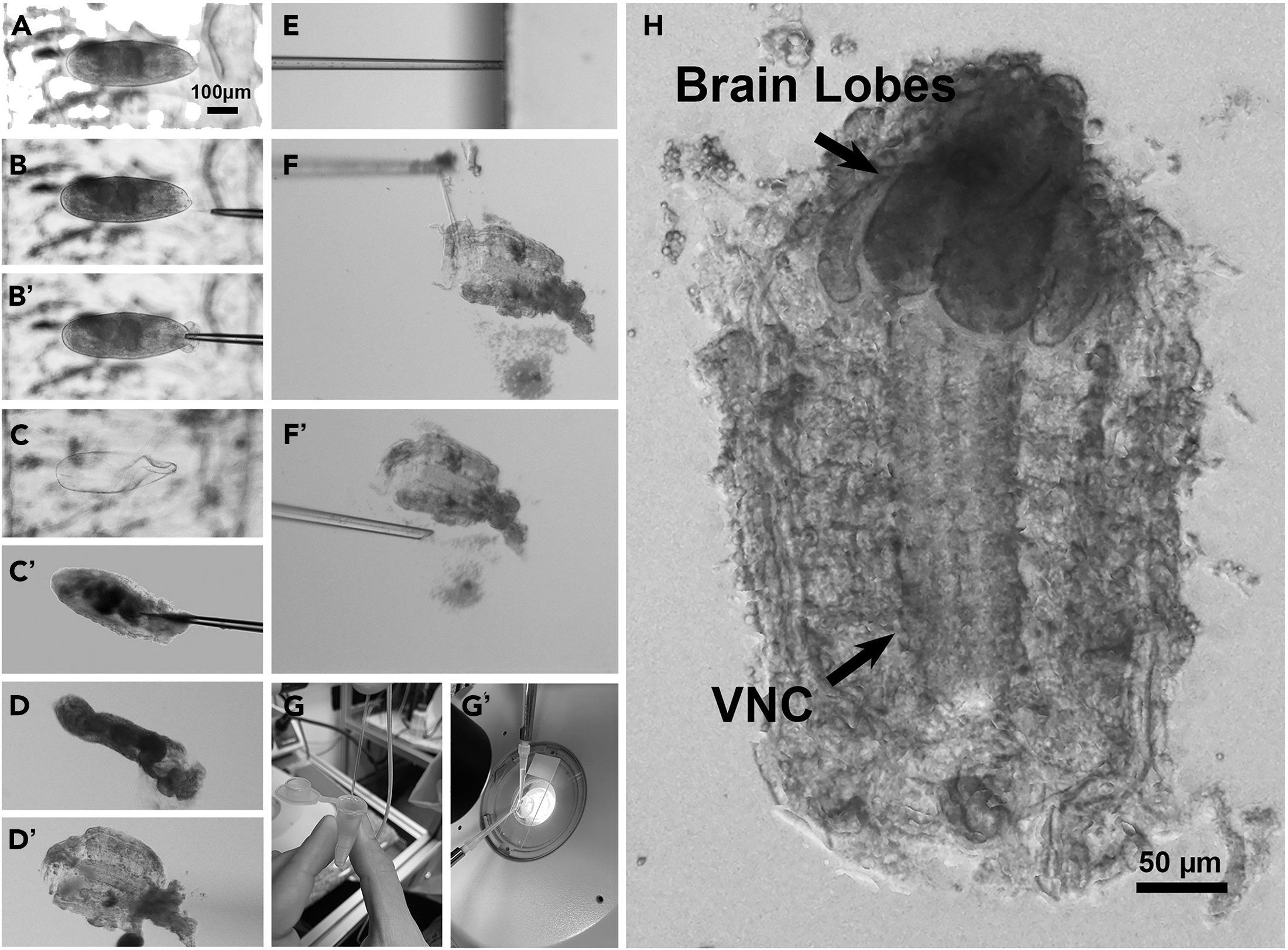 Cell Press: STAR Protocols
