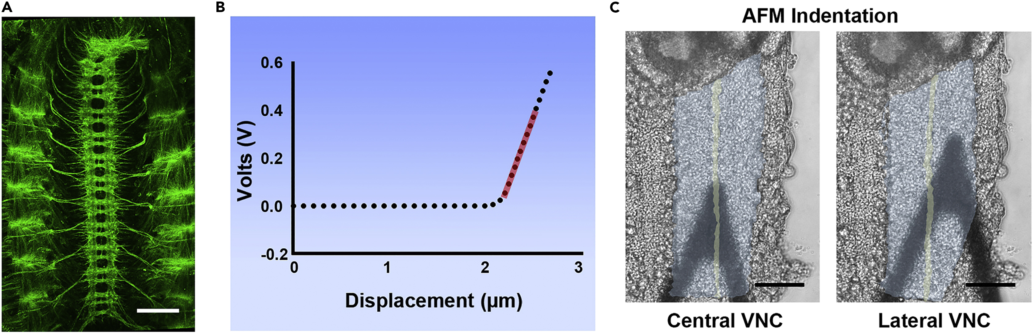 Cell Press: STAR Protocols