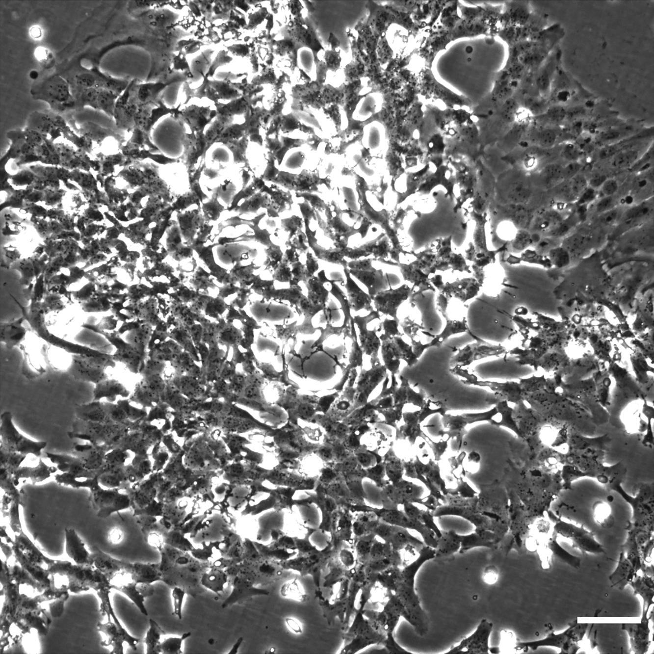 Cell Press: STAR Protocols