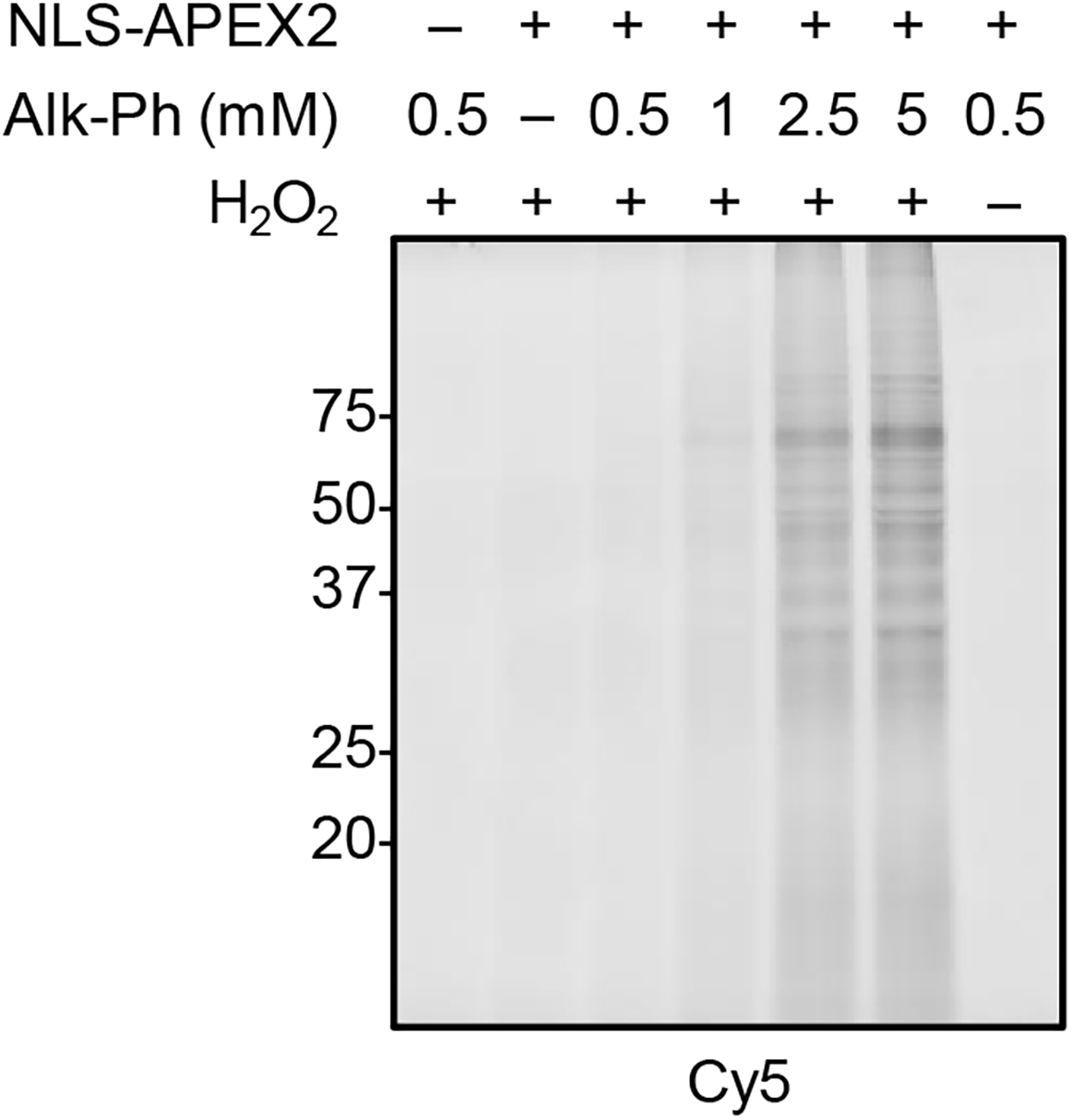 Cell Press: STAR Protocols