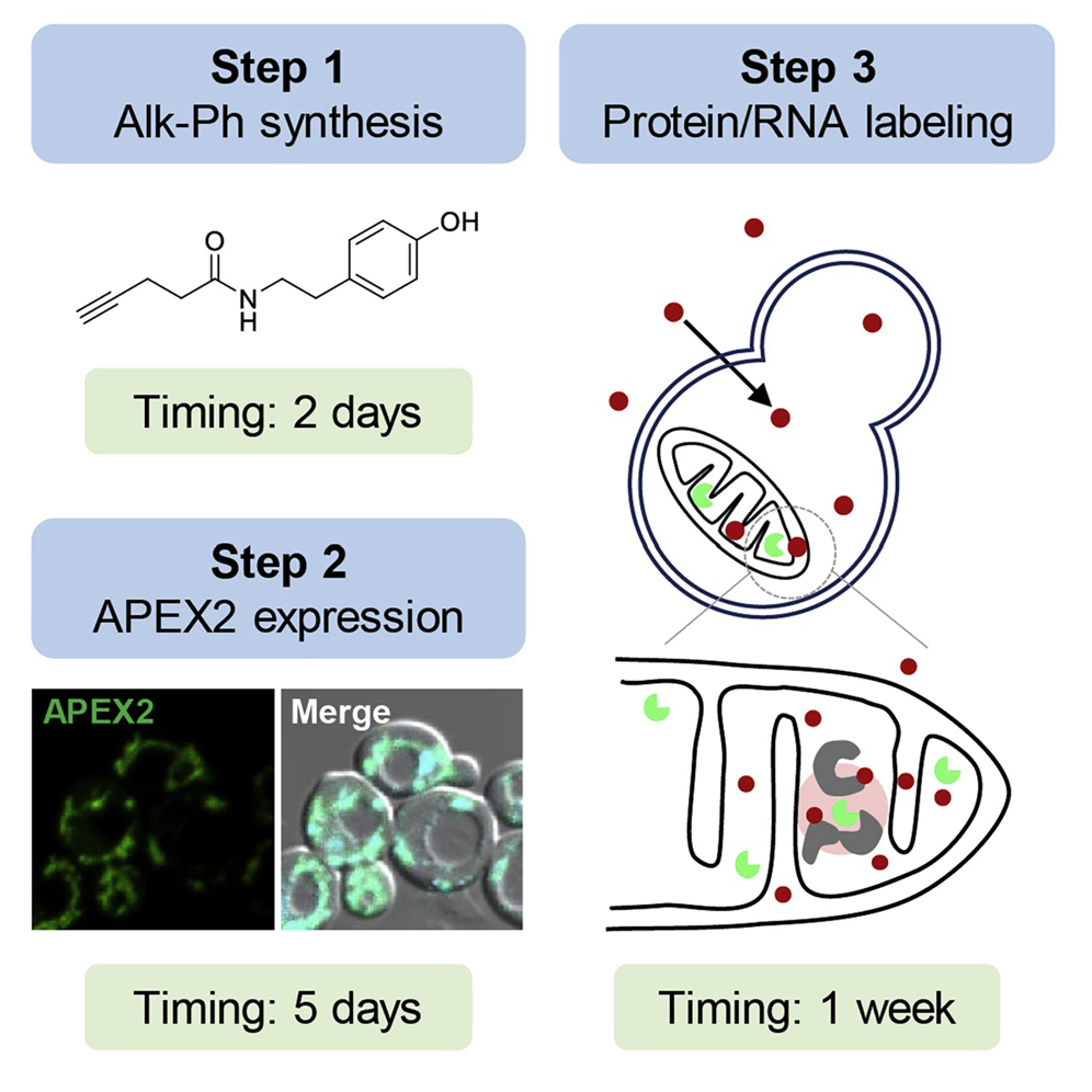 Cell Press: STAR Protocols