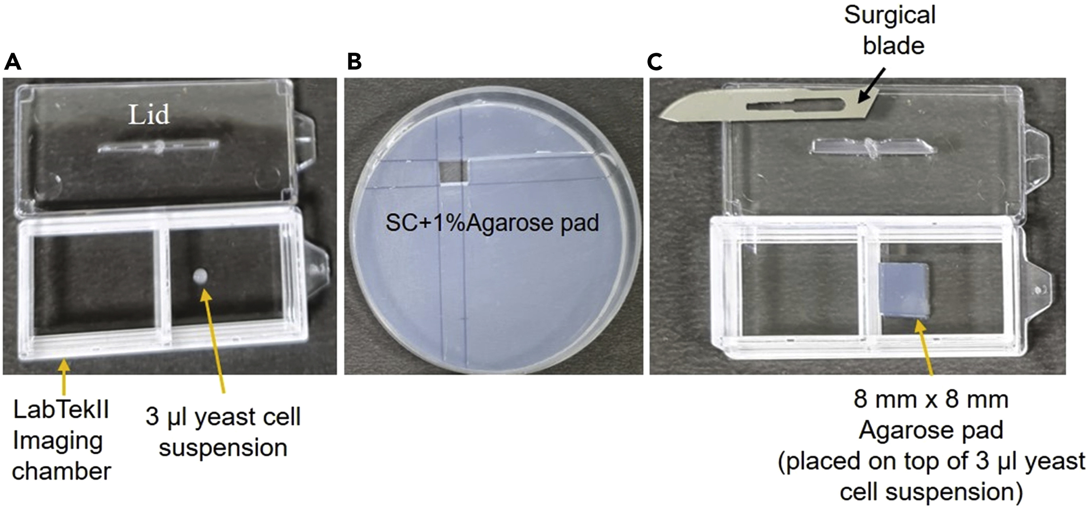 Cell Press: STAR Protocols