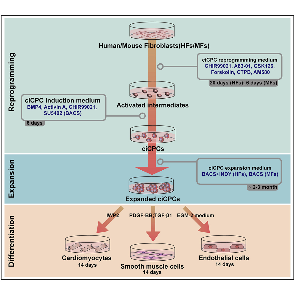 Cell Press: STAR Protocols