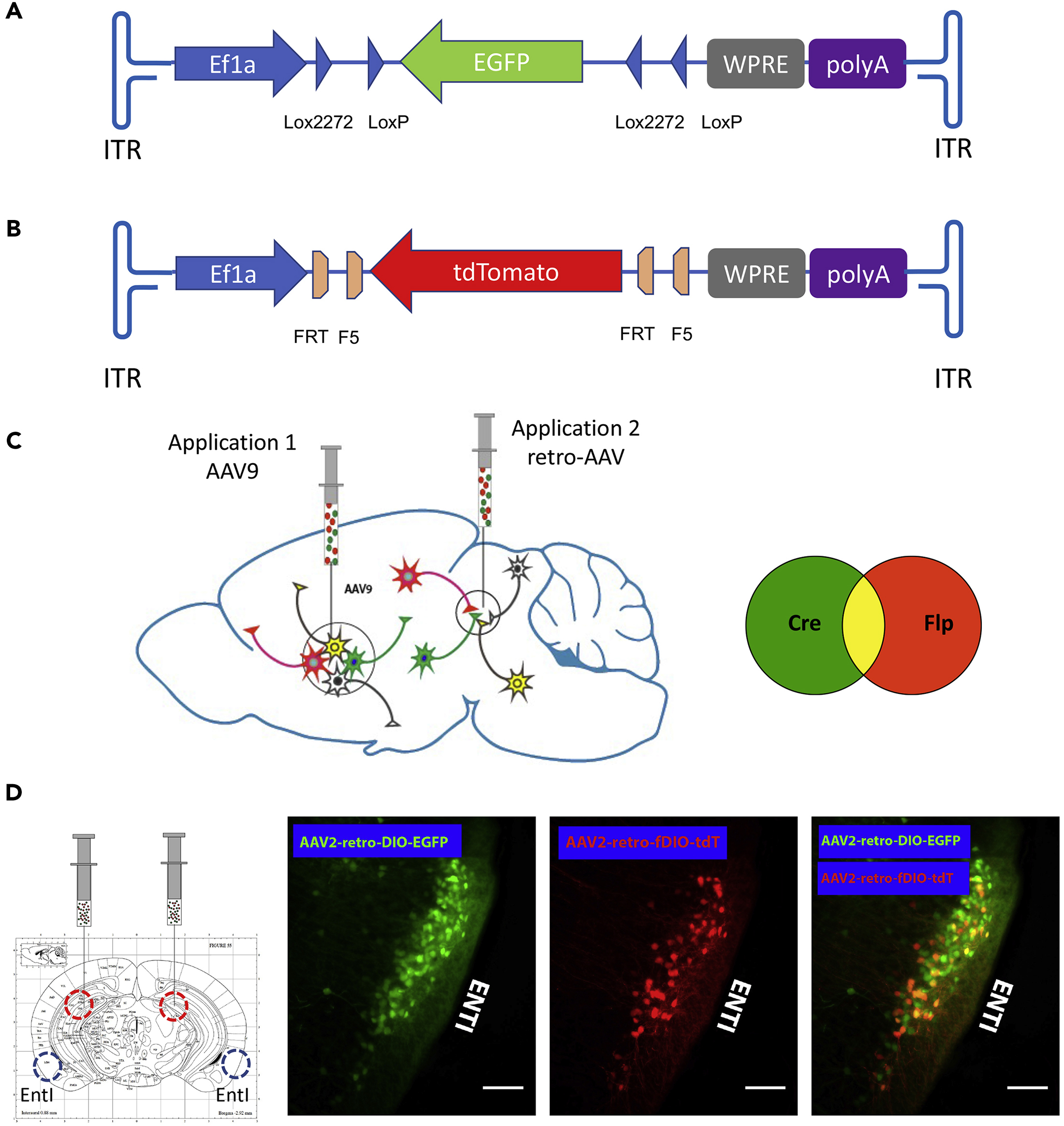 Cell Press: STAR Protocols