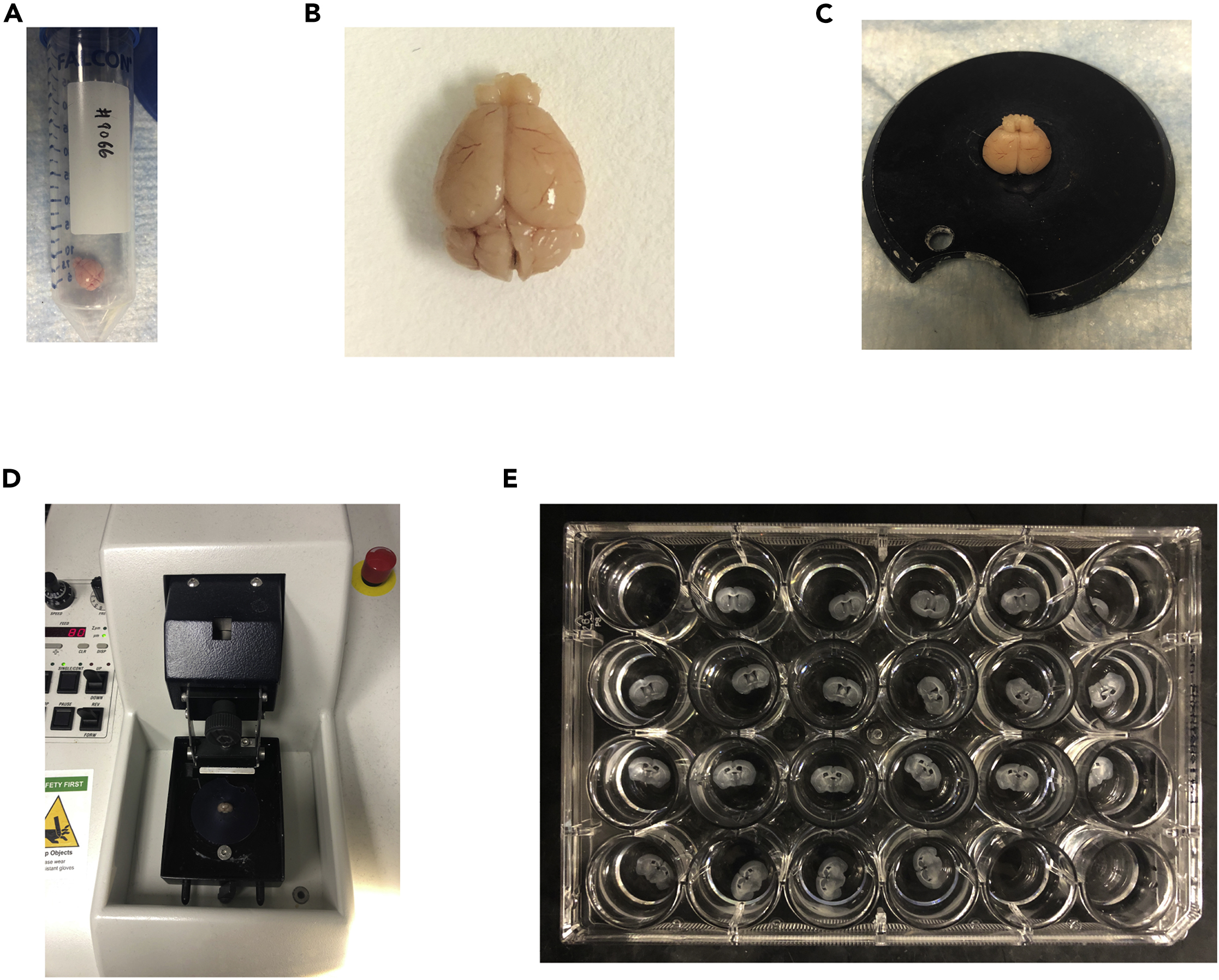 Cell Press: STAR Protocols