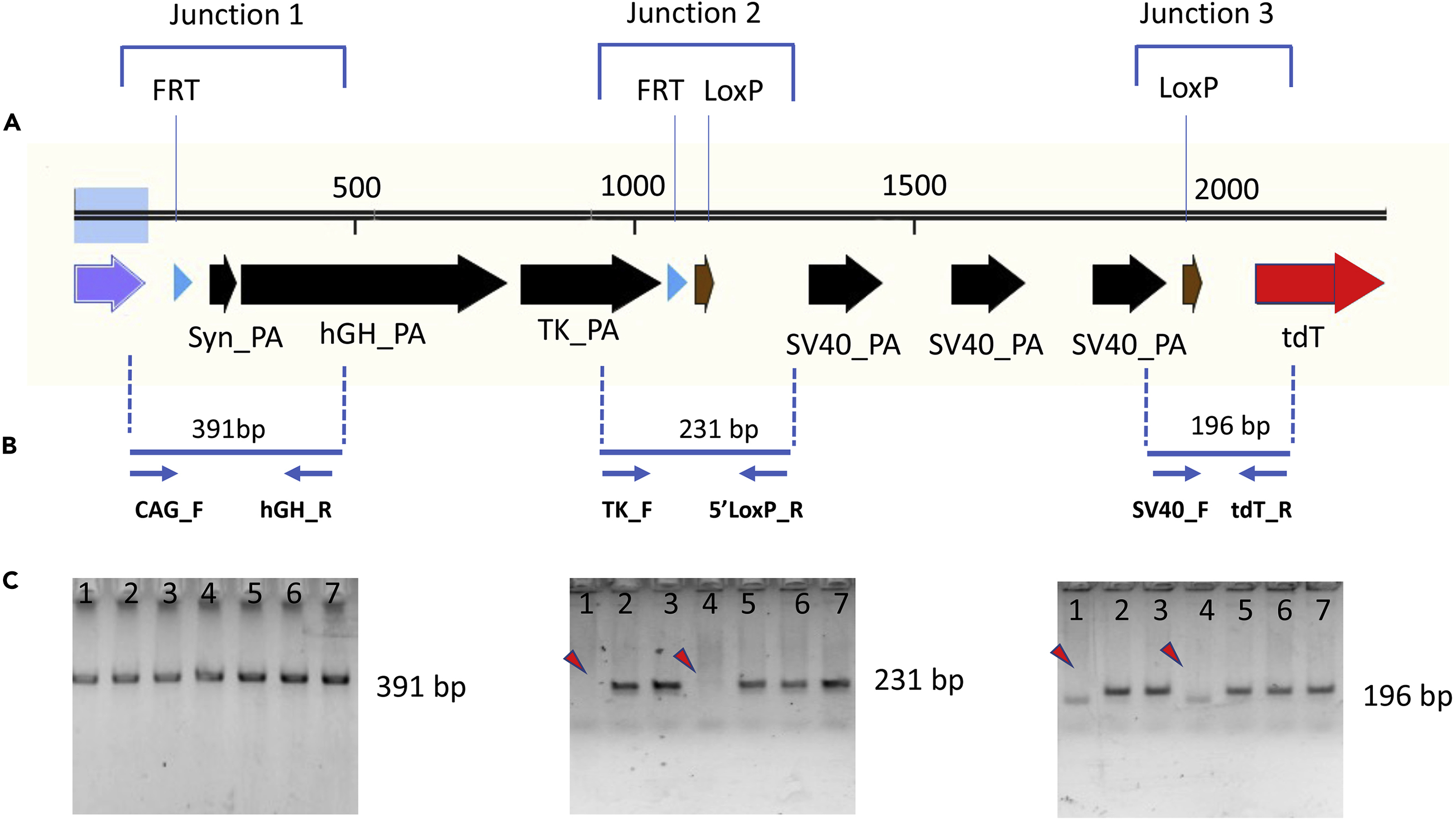 Cell Press: STAR Protocols