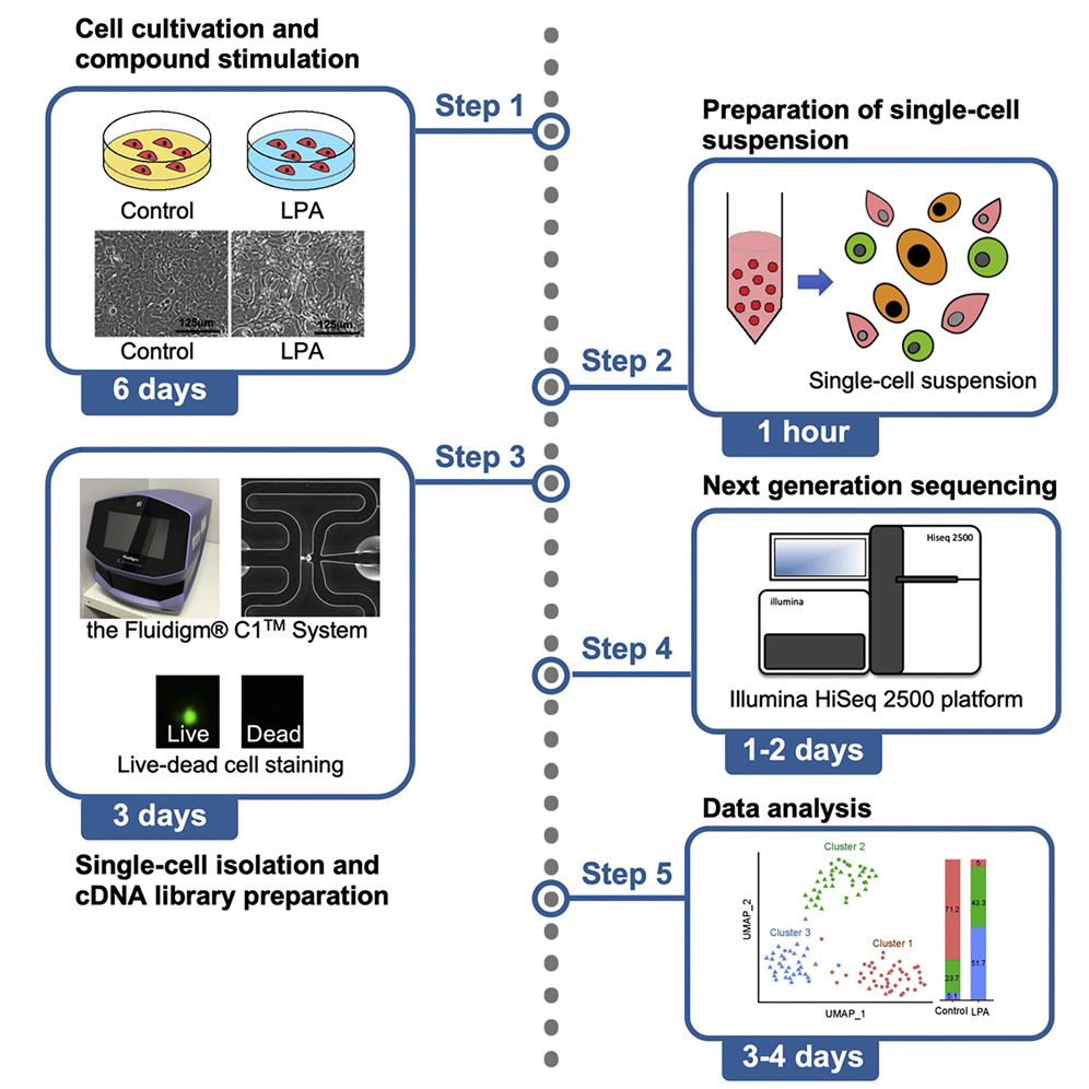 Cell Press: STAR Protocols