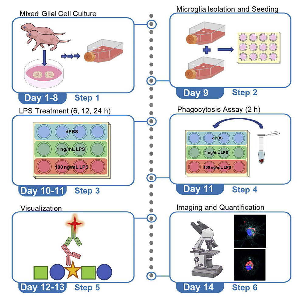 Cell Press: STAR Protocols