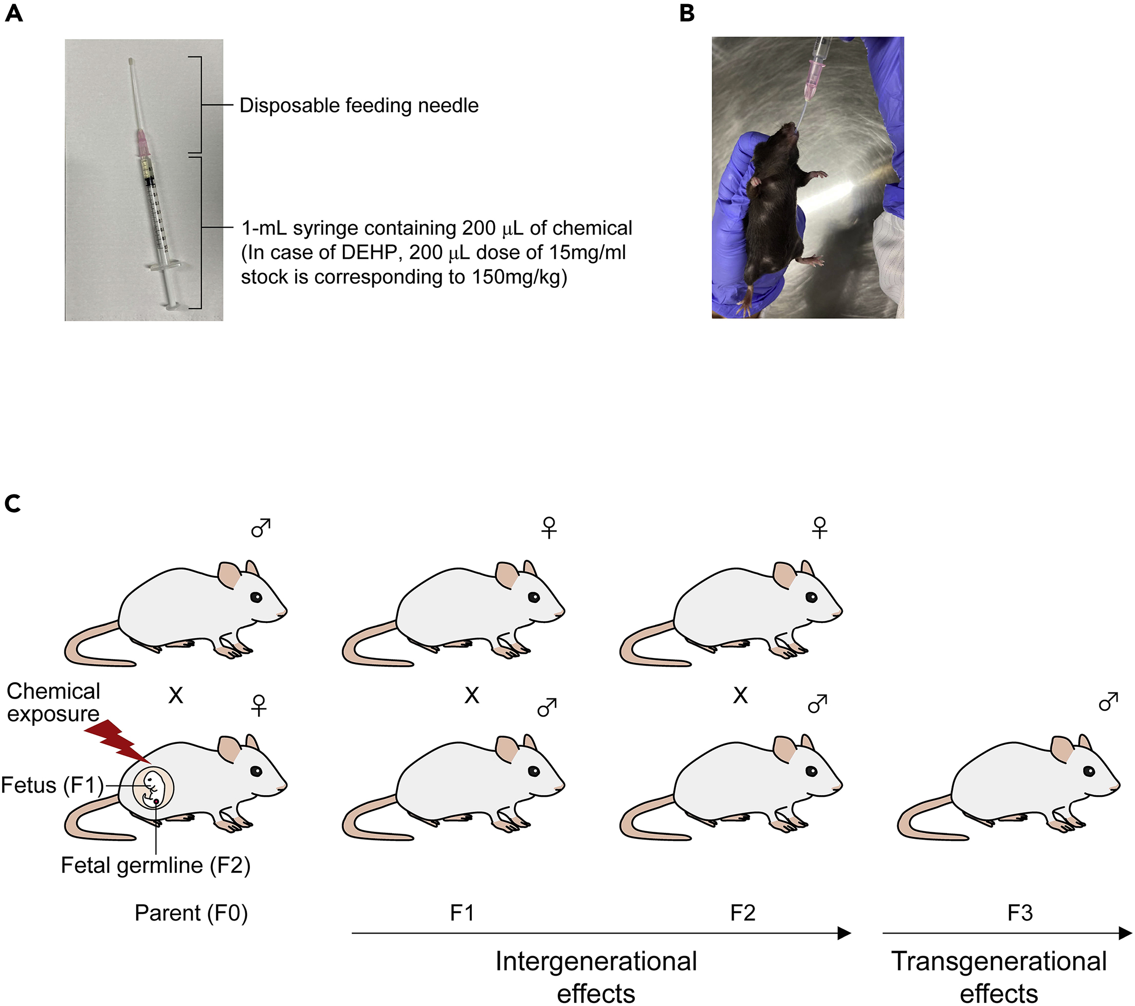 Cell Press: STAR Protocols
