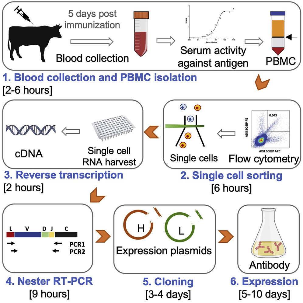 Cell Press: STAR Protocols