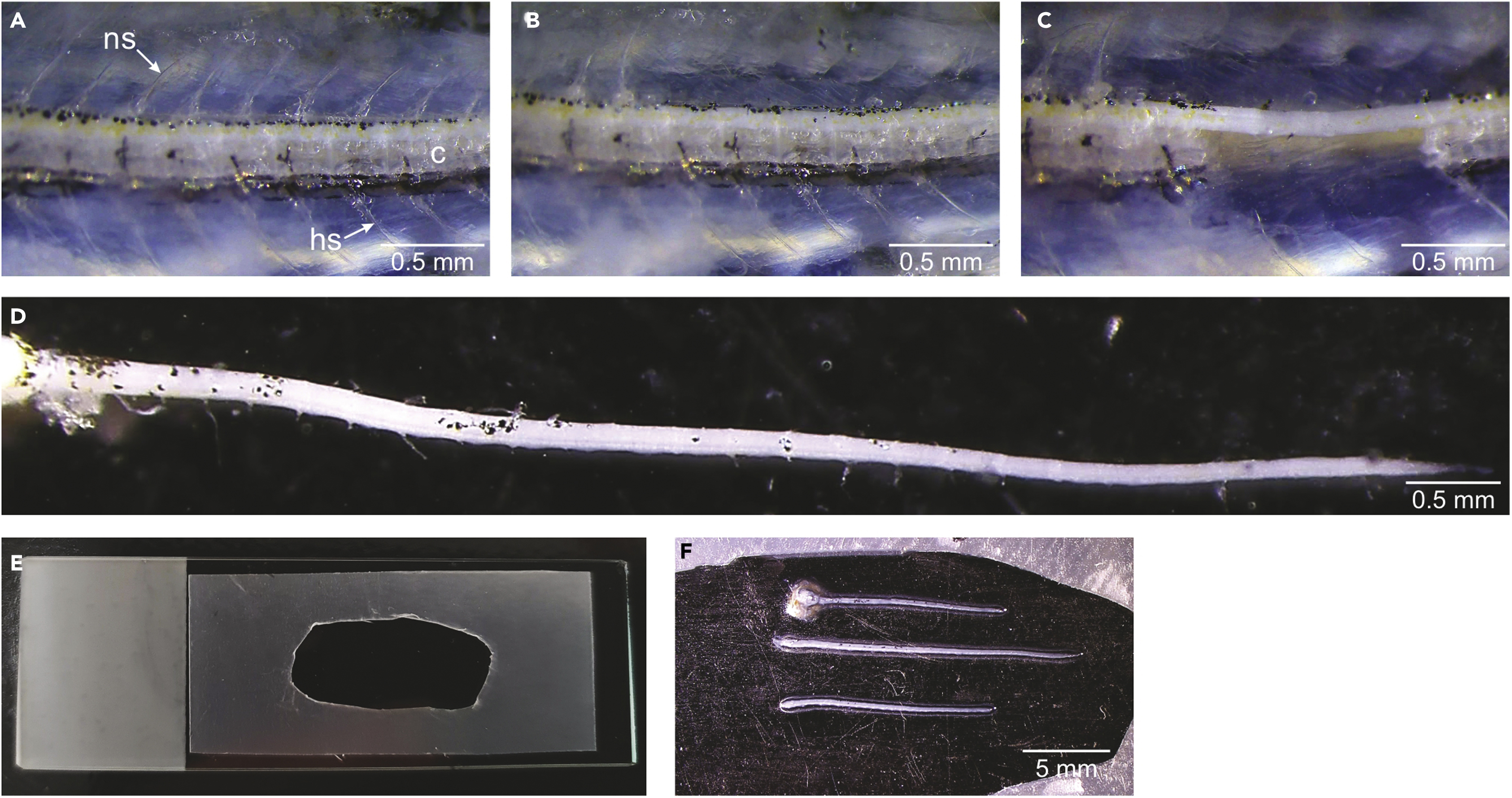 Cell Press: STAR Protocols