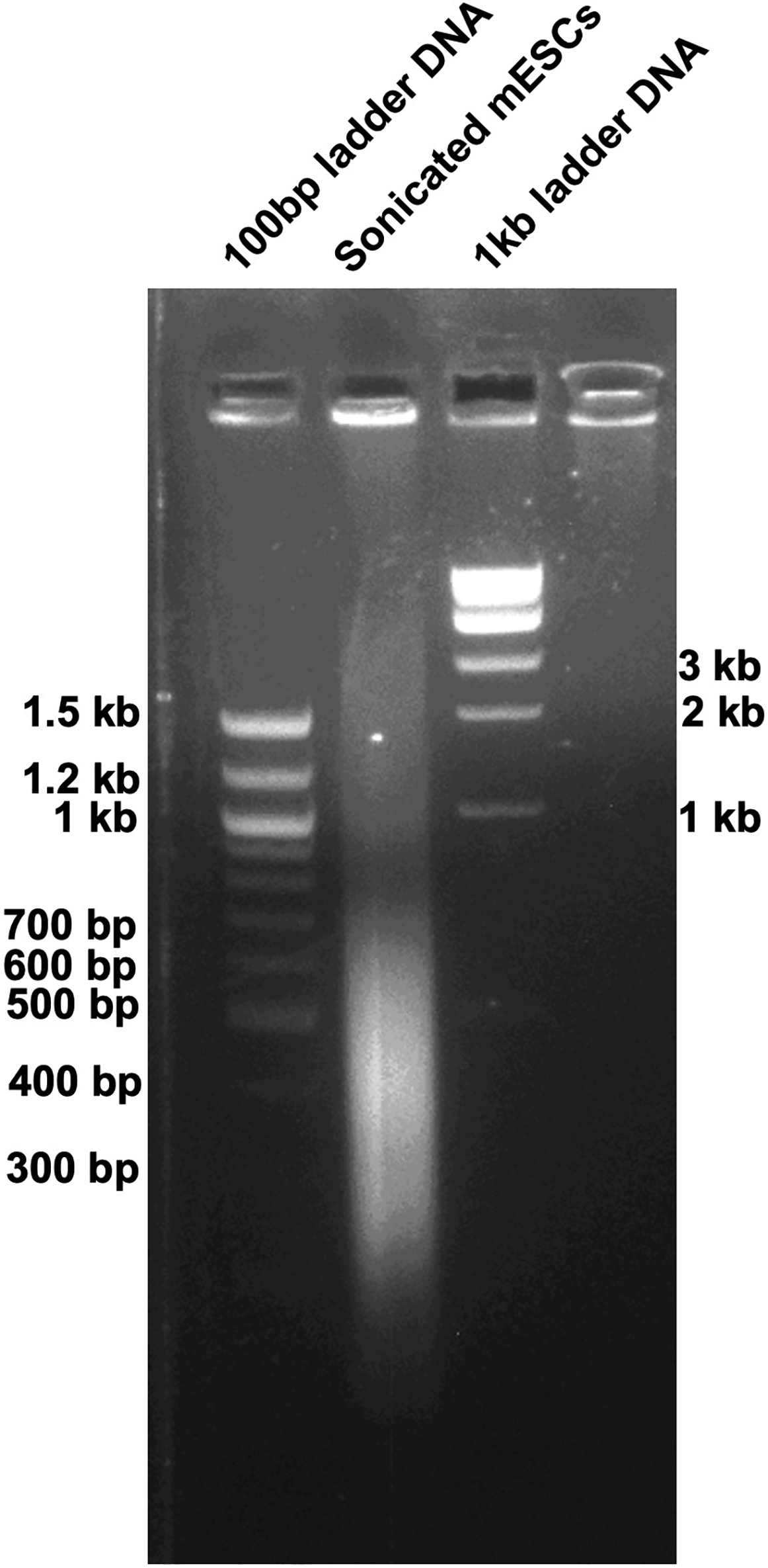 Cell Press: STAR Protocols