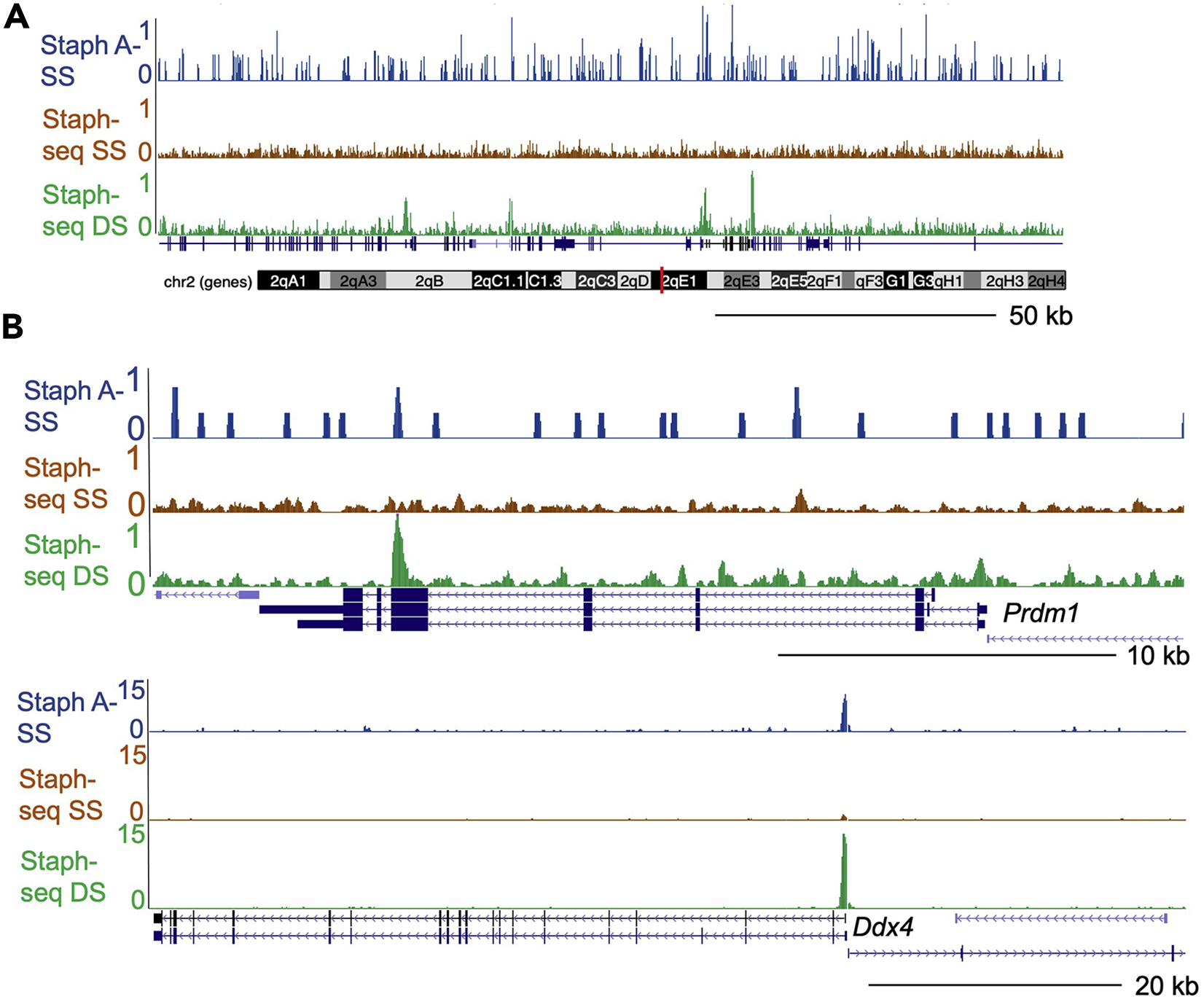 Cell Press: STAR Protocols