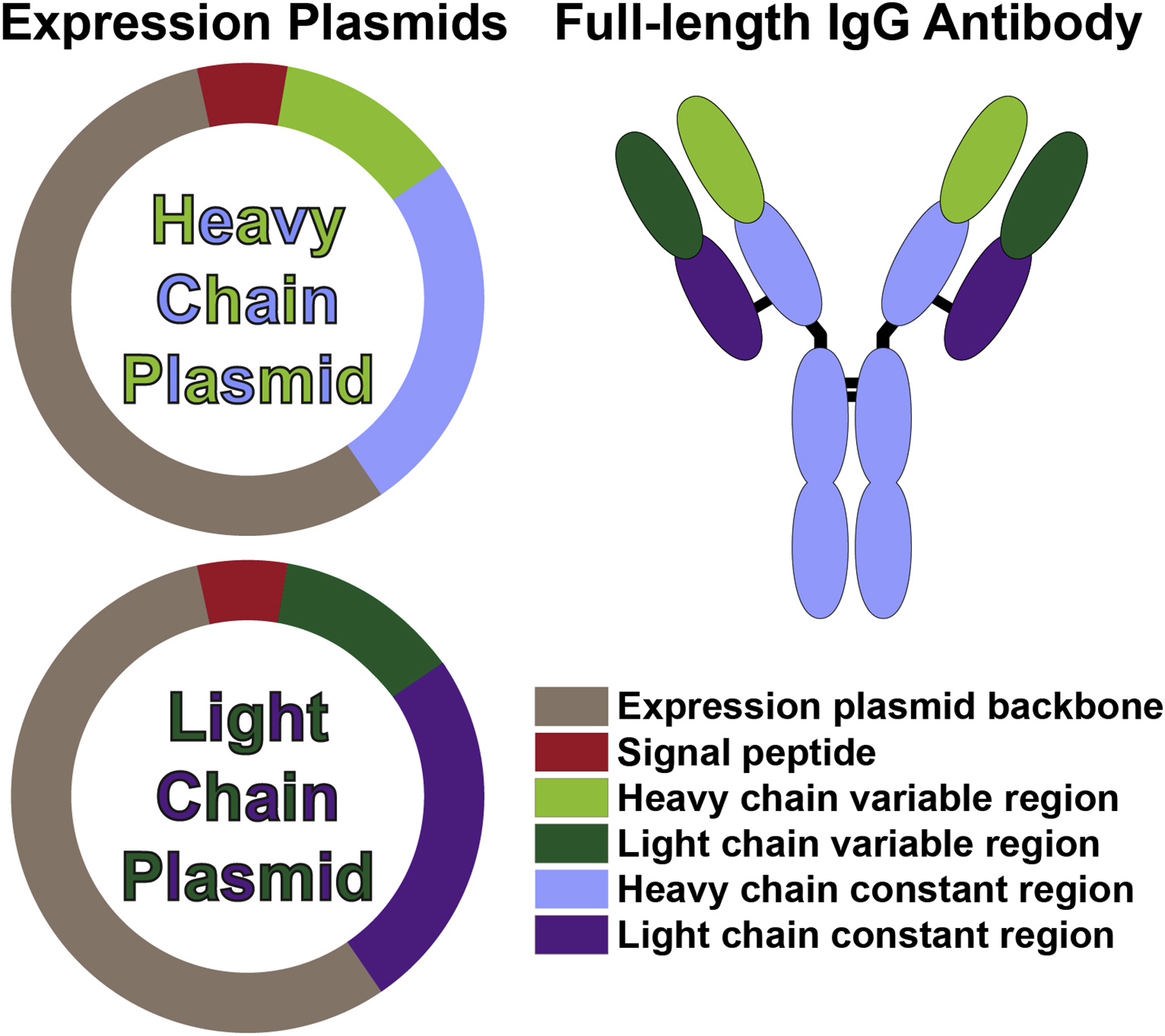 Cell Press: STAR Protocols