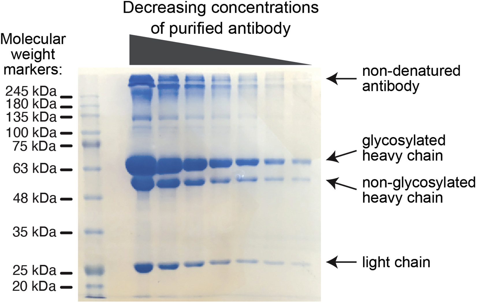 Cell Press: STAR Protocols