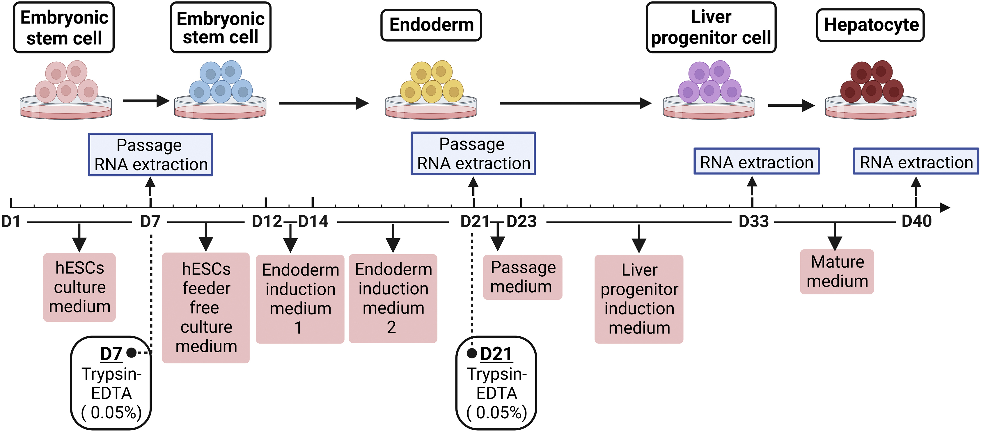 Cell Press: STAR Protocols