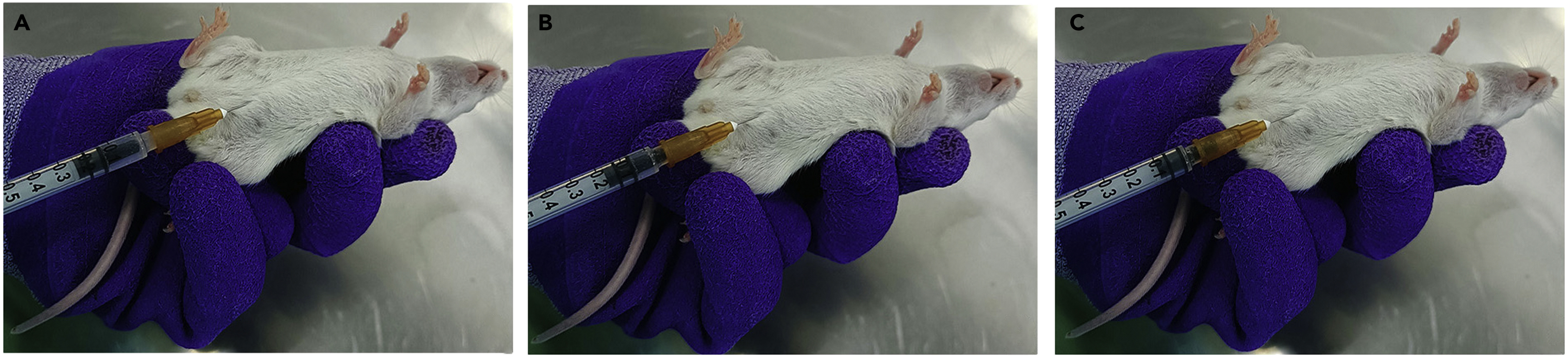 Cell Press: STAR Protocols