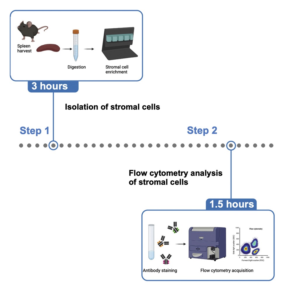 Cell Press: STAR Protocols